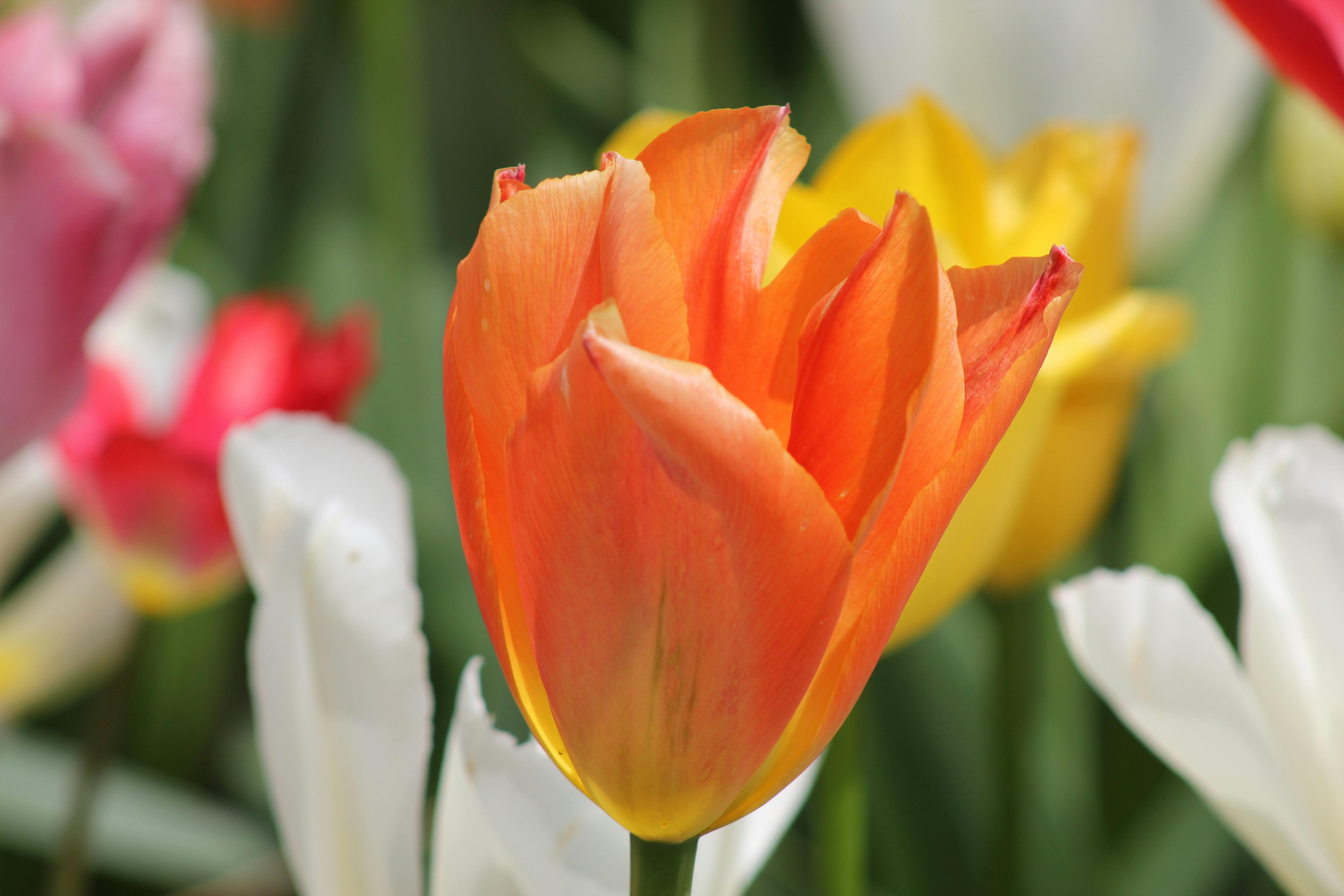 Vibrant Spring Tulip Garden in Full Bloom · Free Stock Photo