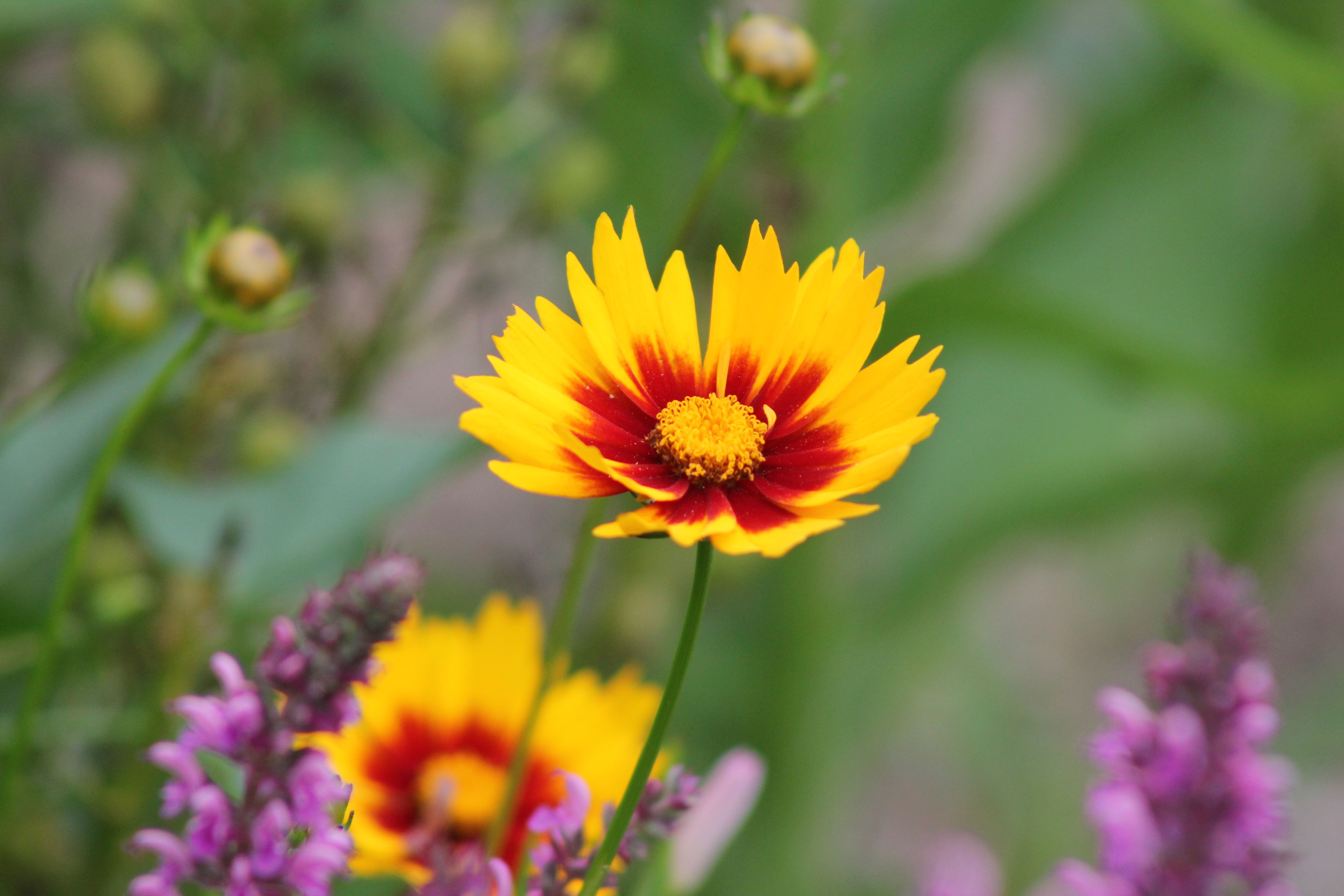 Vibrant Coreopsis with Pink Wildflowers in Bloom · Free Stock Photo