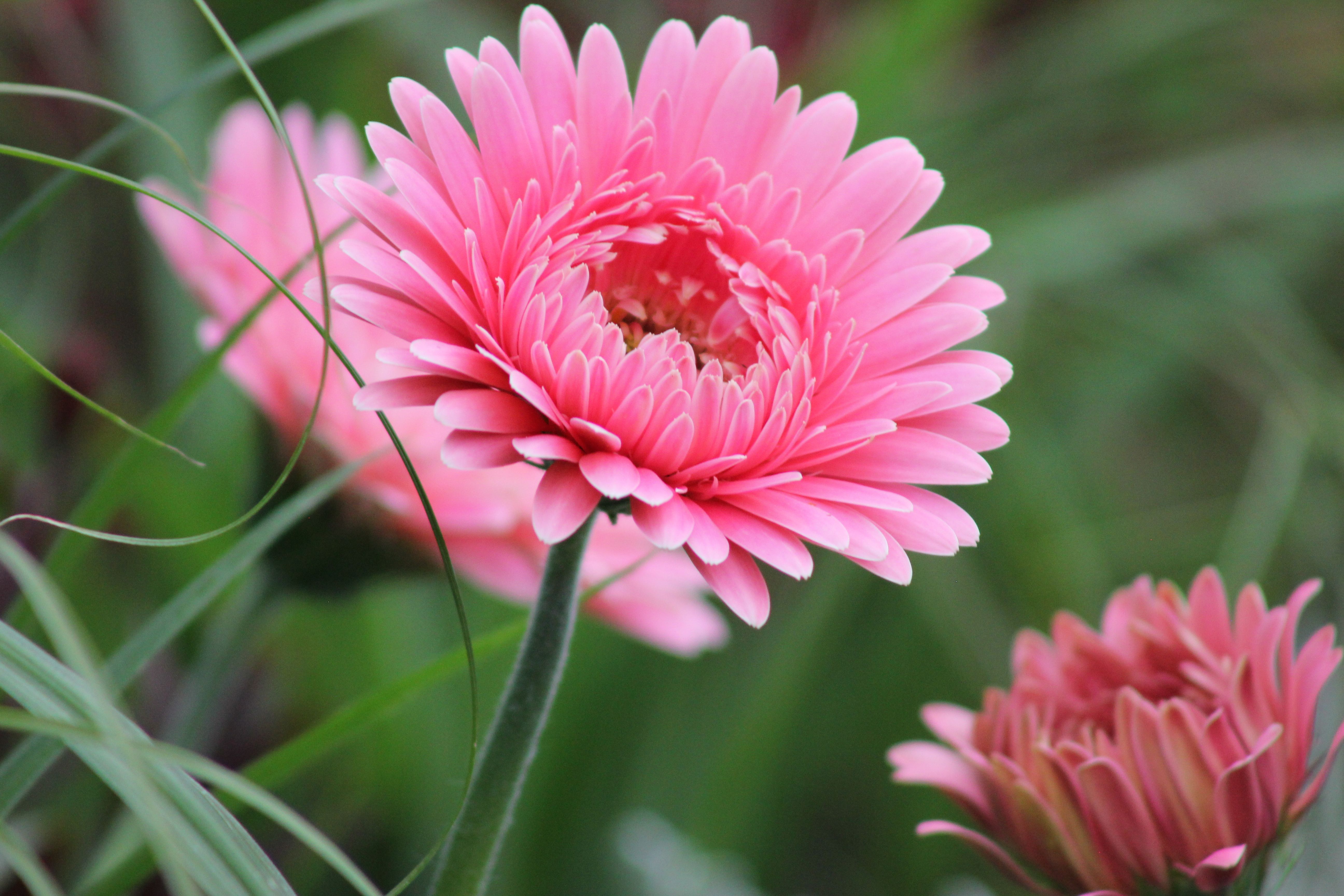 Black Gerber Daisy Flower Head Gerbera Daisy Photos, Download The BEST