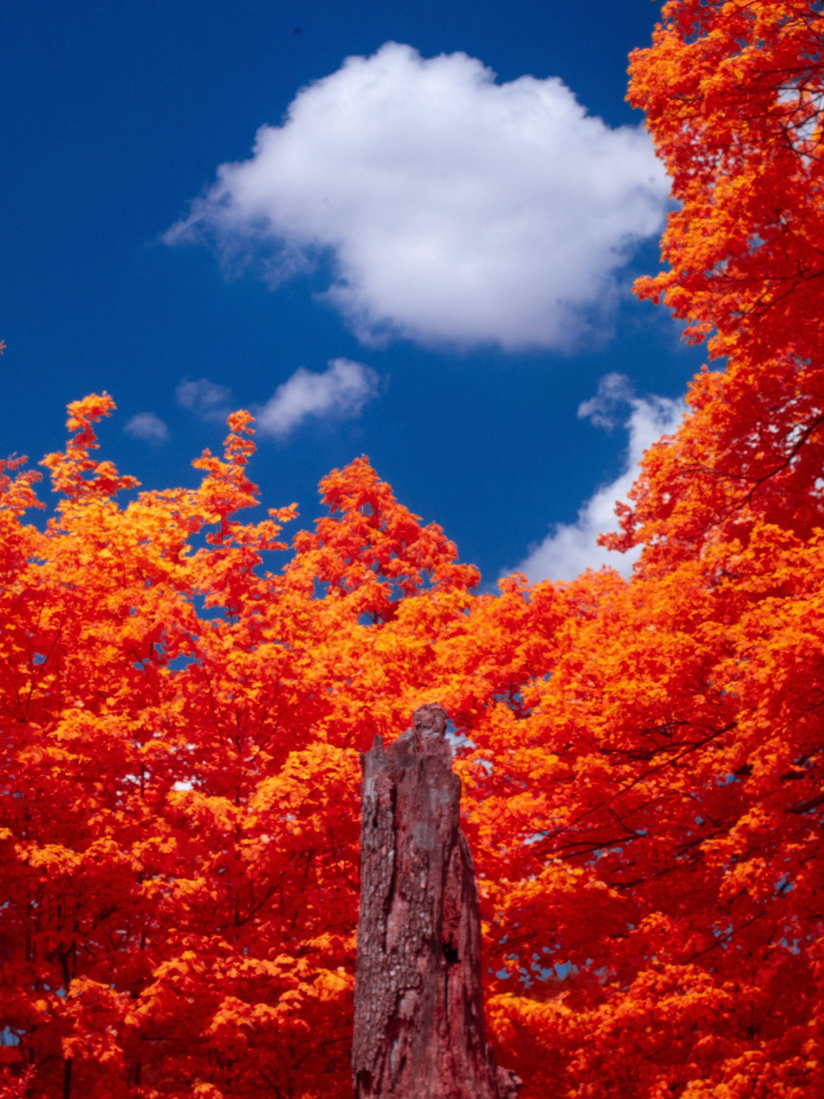 High Contrast Photos, Download The BEST Free High Contrast Stock Photos ...