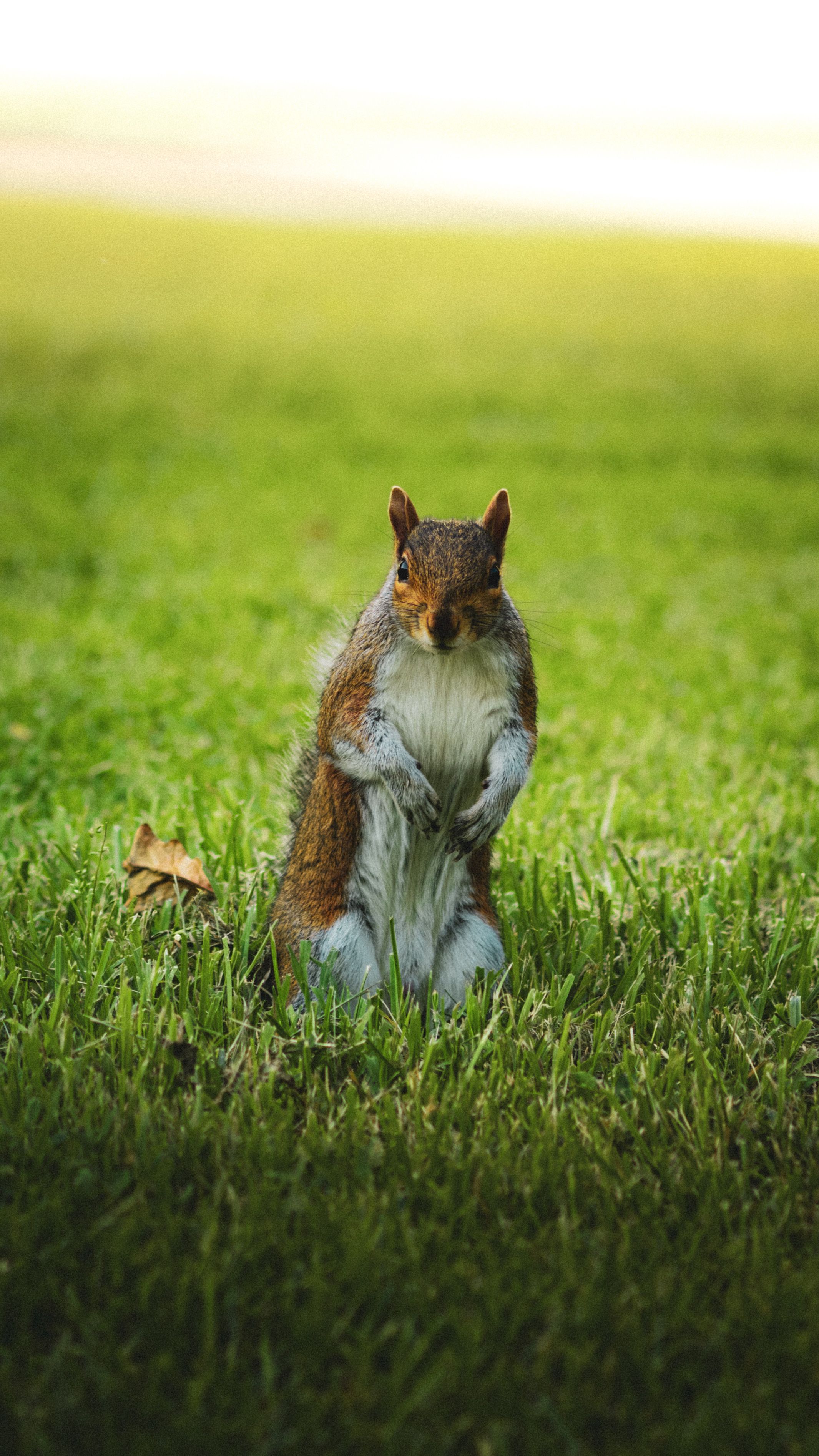 Curious Squirrel on Lush Green Lawn in Washington, DC · Free Stock Photo