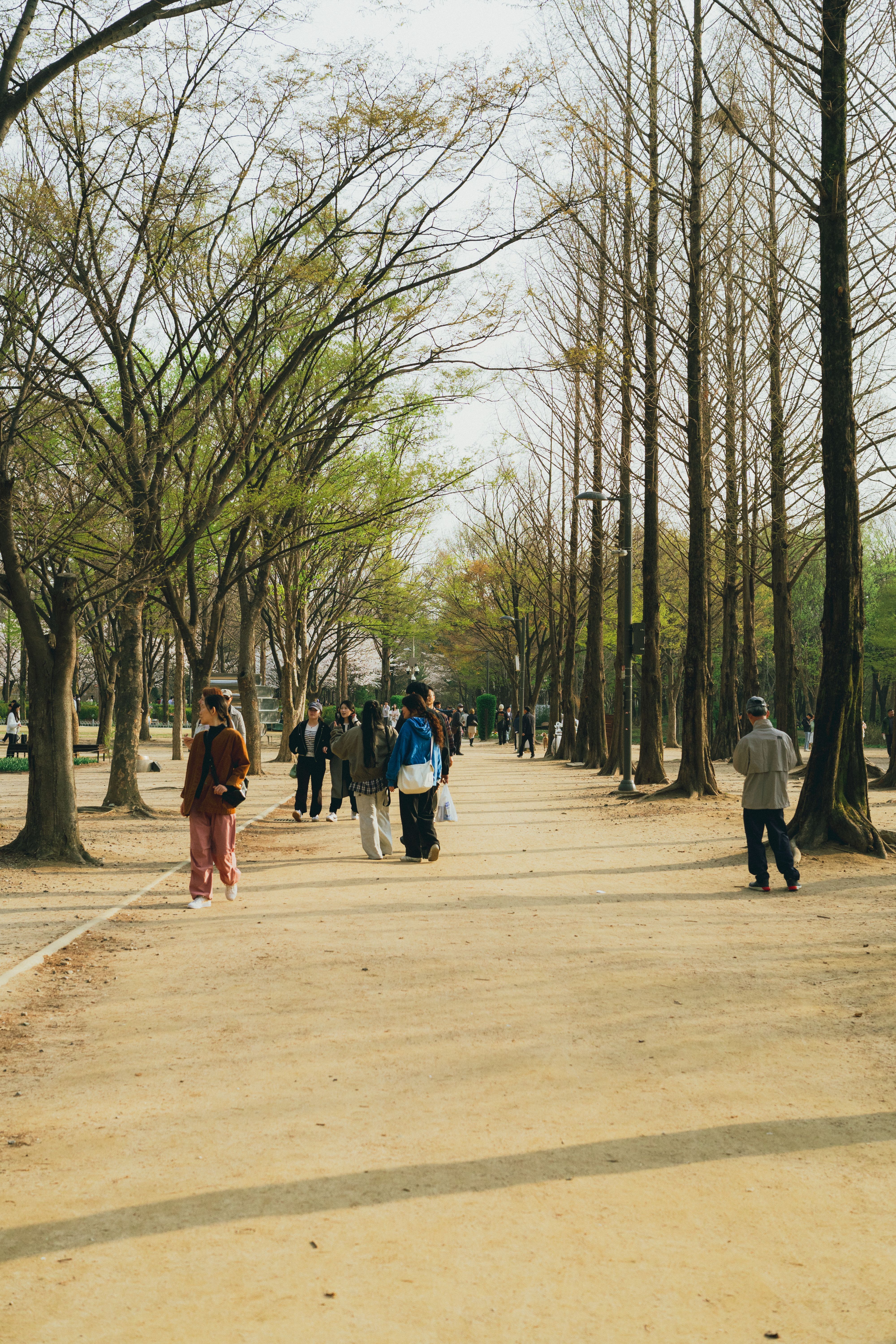 Spring Day in Seoul's Tranquil Park Pathway · Free Stock Photo