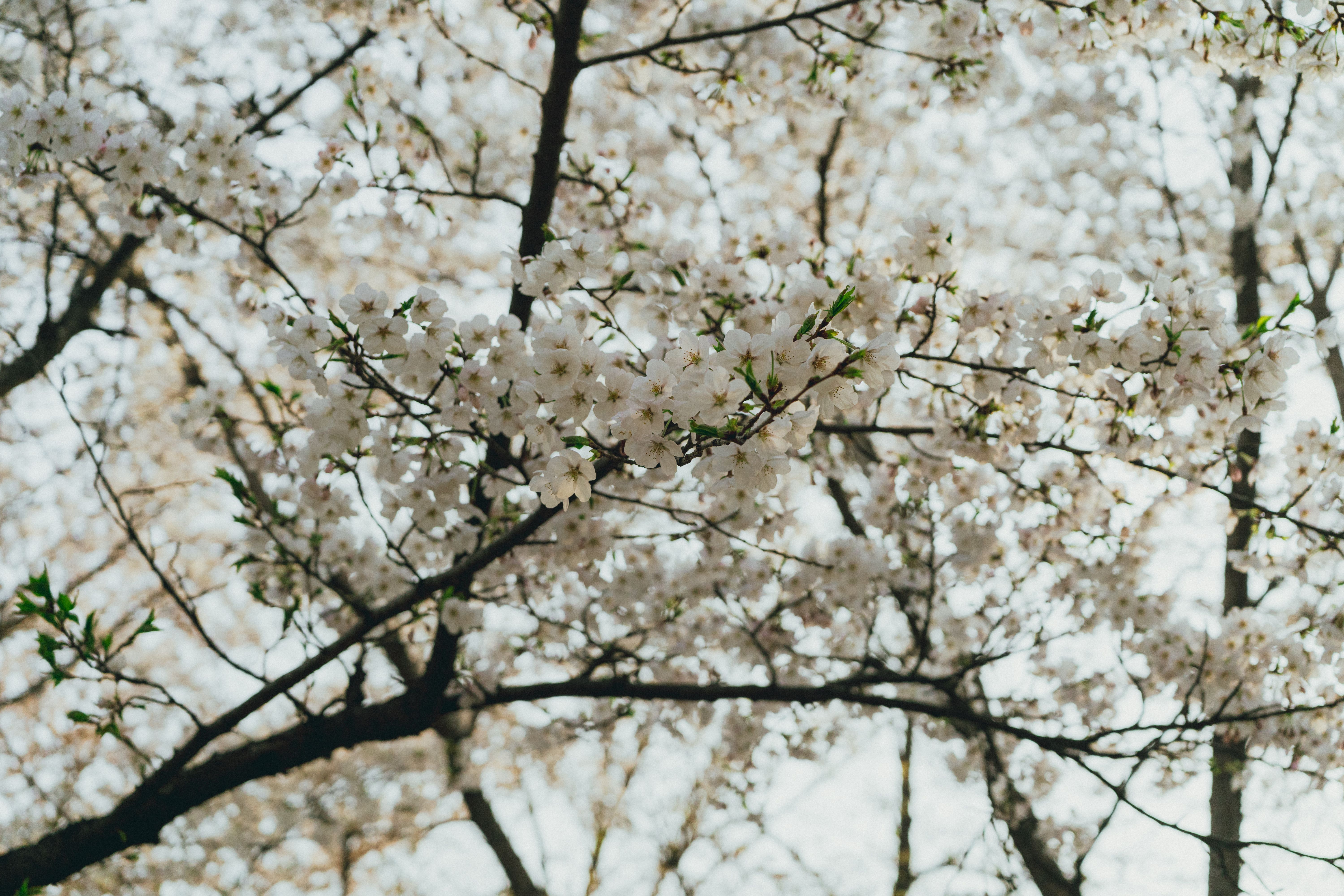 Serenas Flores De Cerezo En La Primavera De Seúl · Foto de stock gratuita