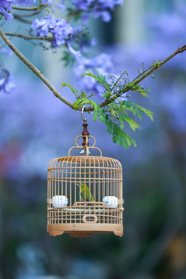 Caged Bird Photos, Download The BEST Free Caged Bird Stock Photos & HD ...