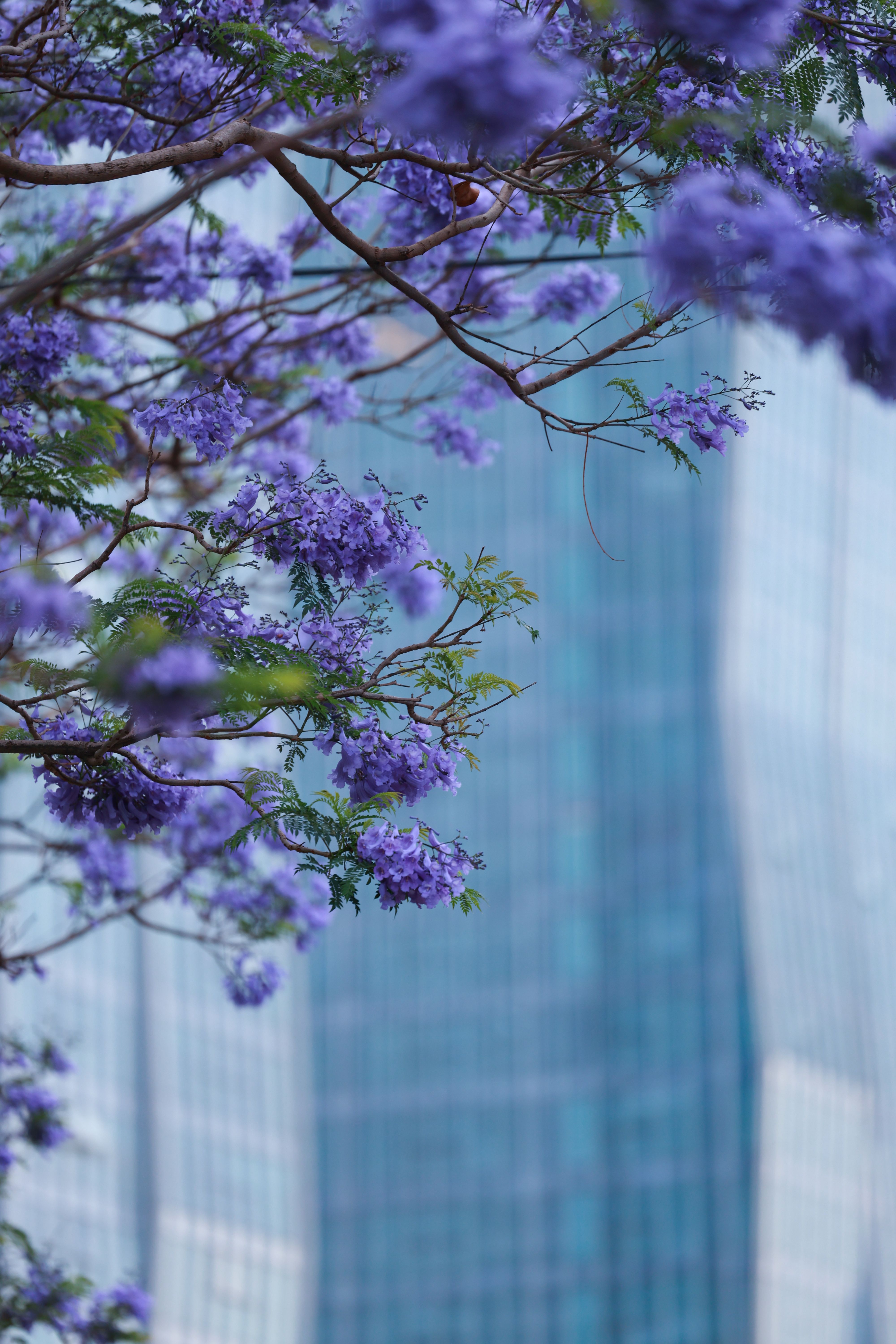 Vibrant Jacaranda Blossoms Against Modern Architecture · Free Stock Photo