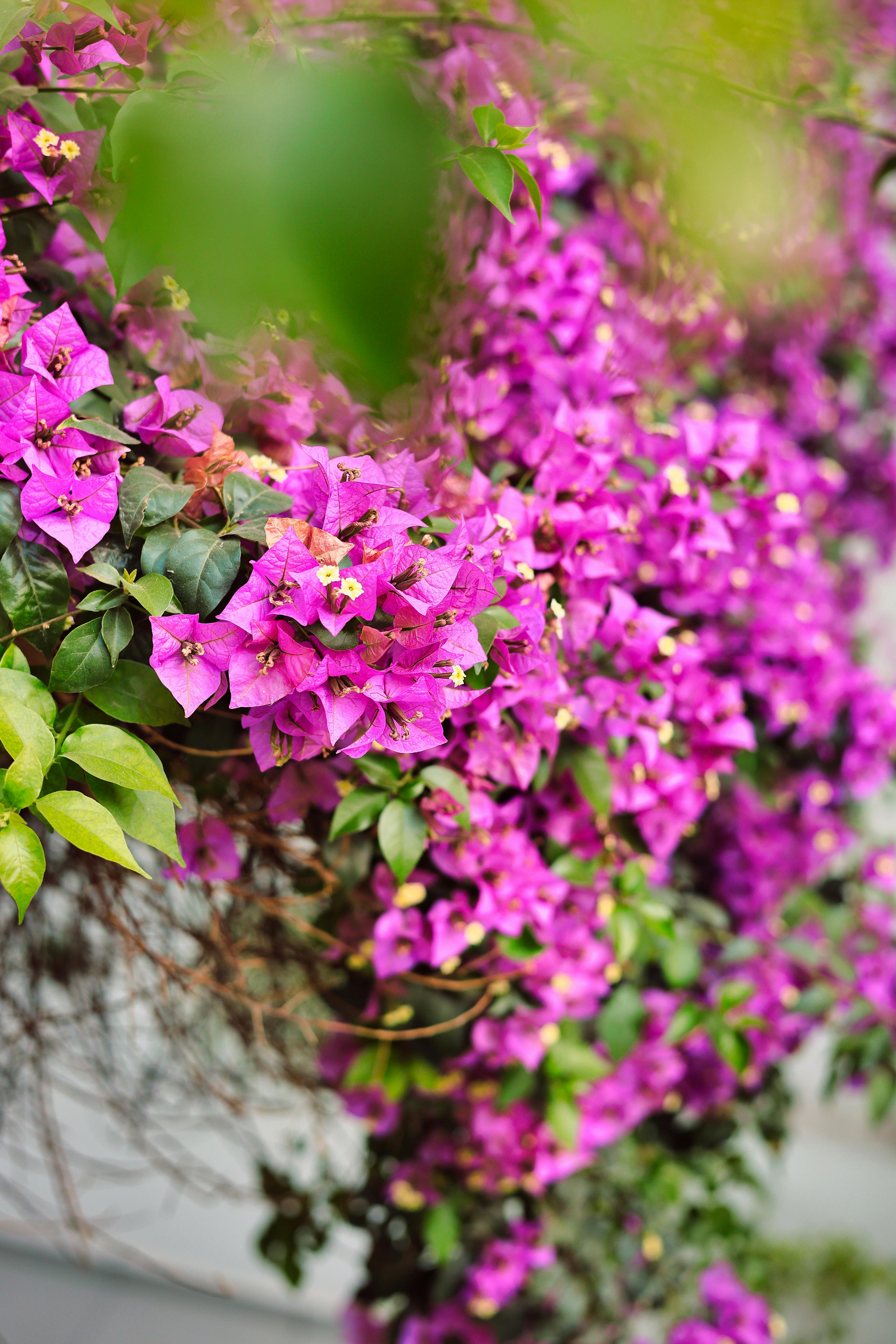 Natural Flowers Photos, Download The BEST Free Natural Flowers Stock ...