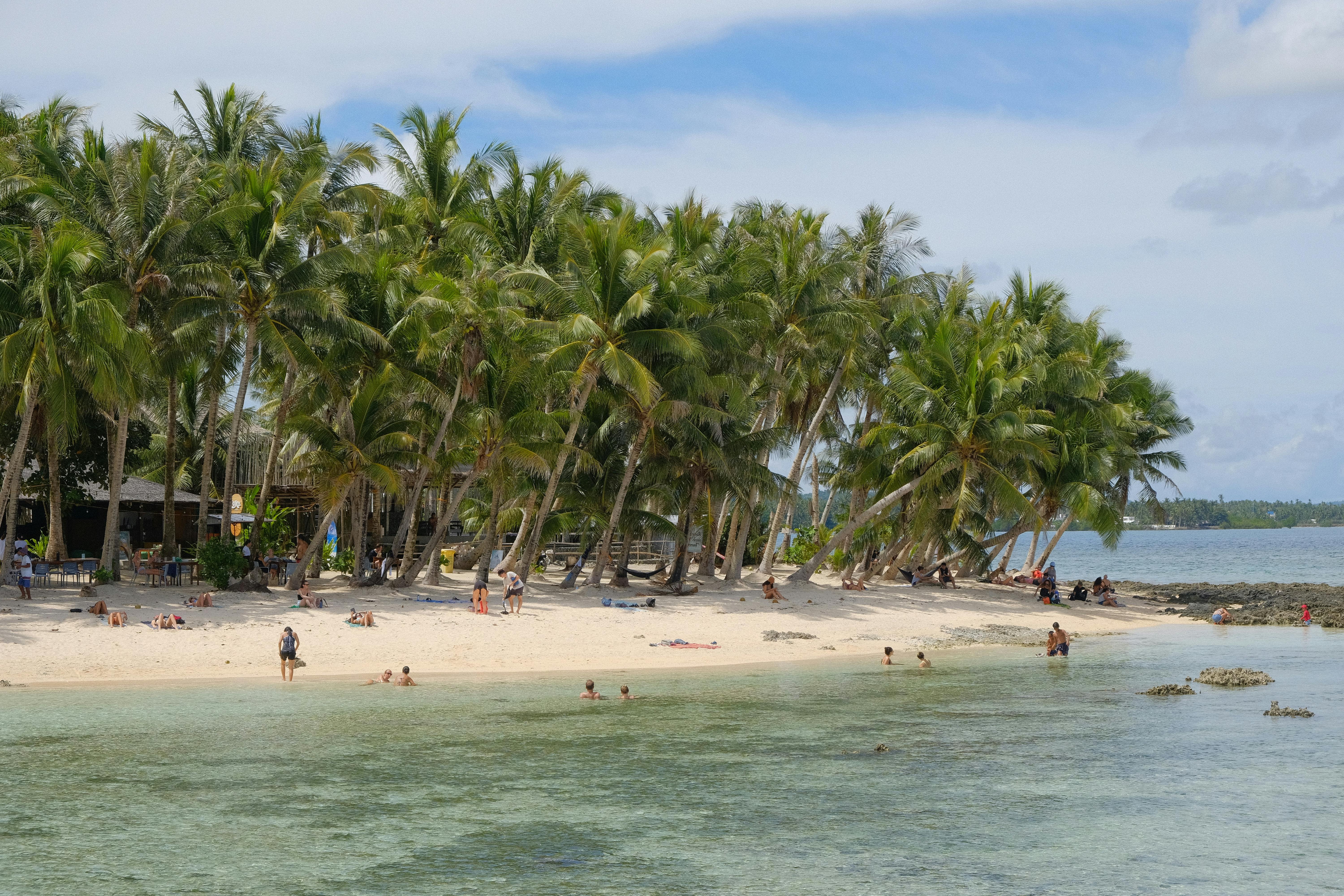 Tropical Beach with Palm Trees and Clear Water · Free Stock Photo