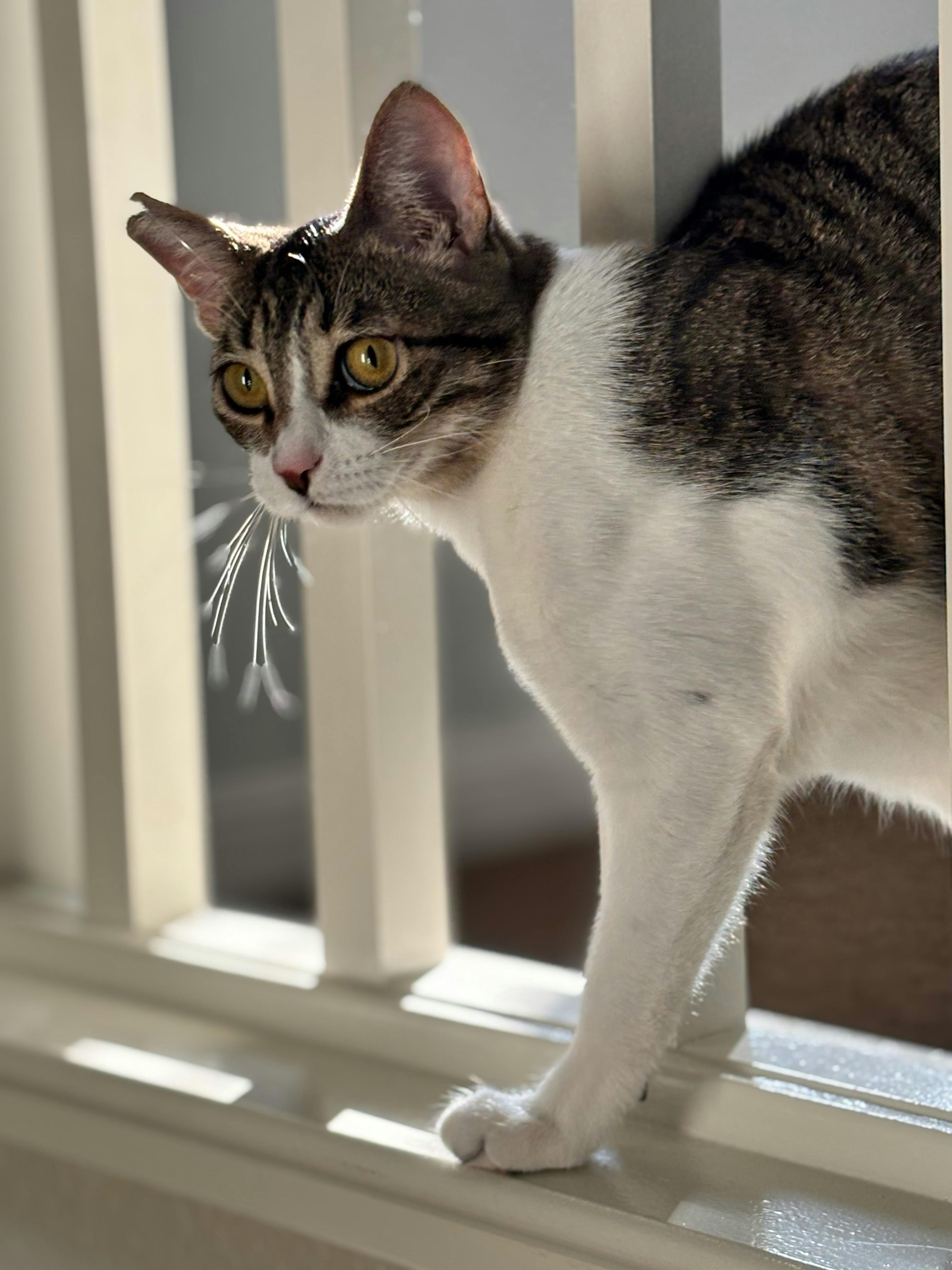 Attention Deficit Hyperactivity Disorder (Adhd) Photos, Download The ...