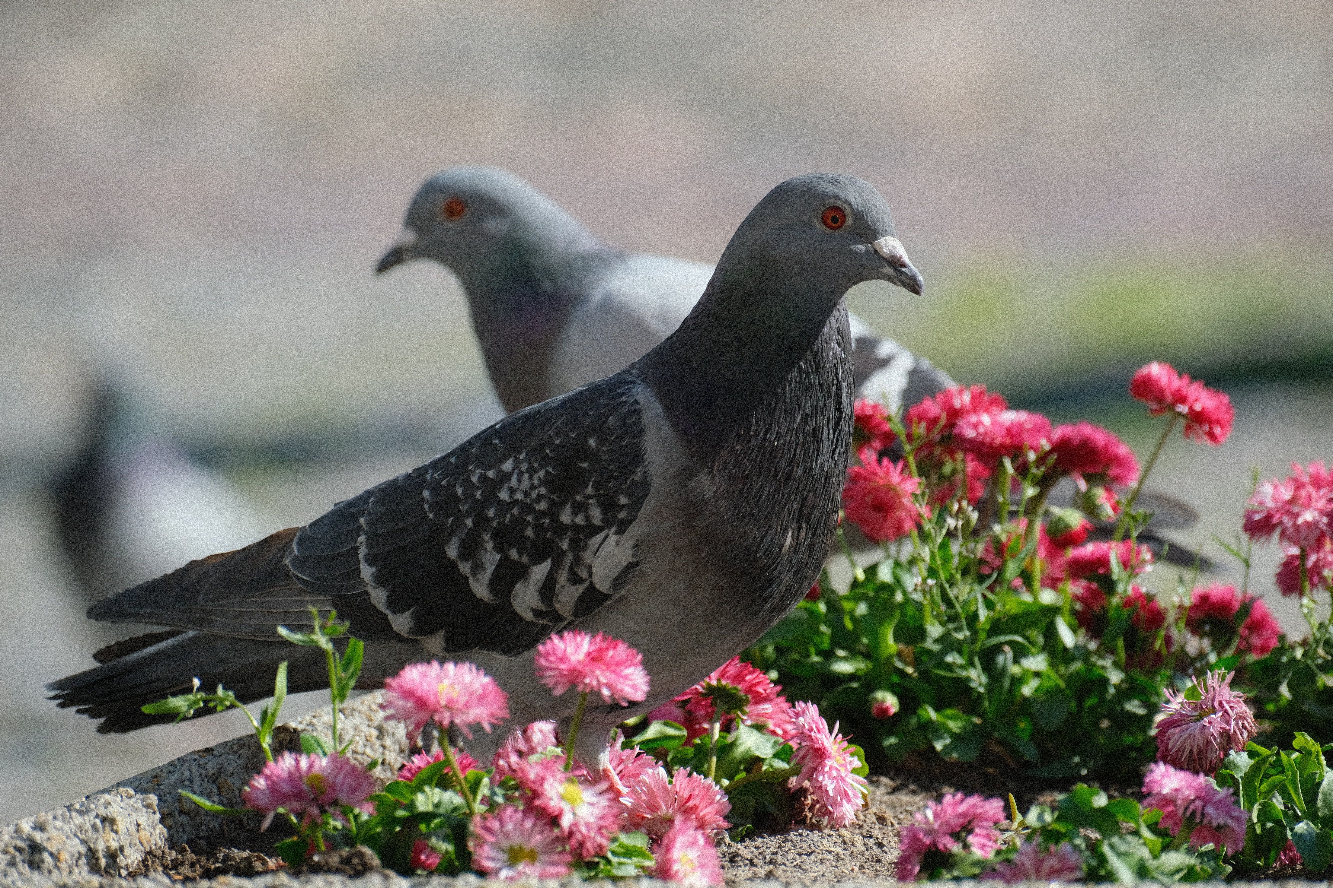 Close-Up of Pigeons Among Vibrant Pink Flowers · Free Stock Photo