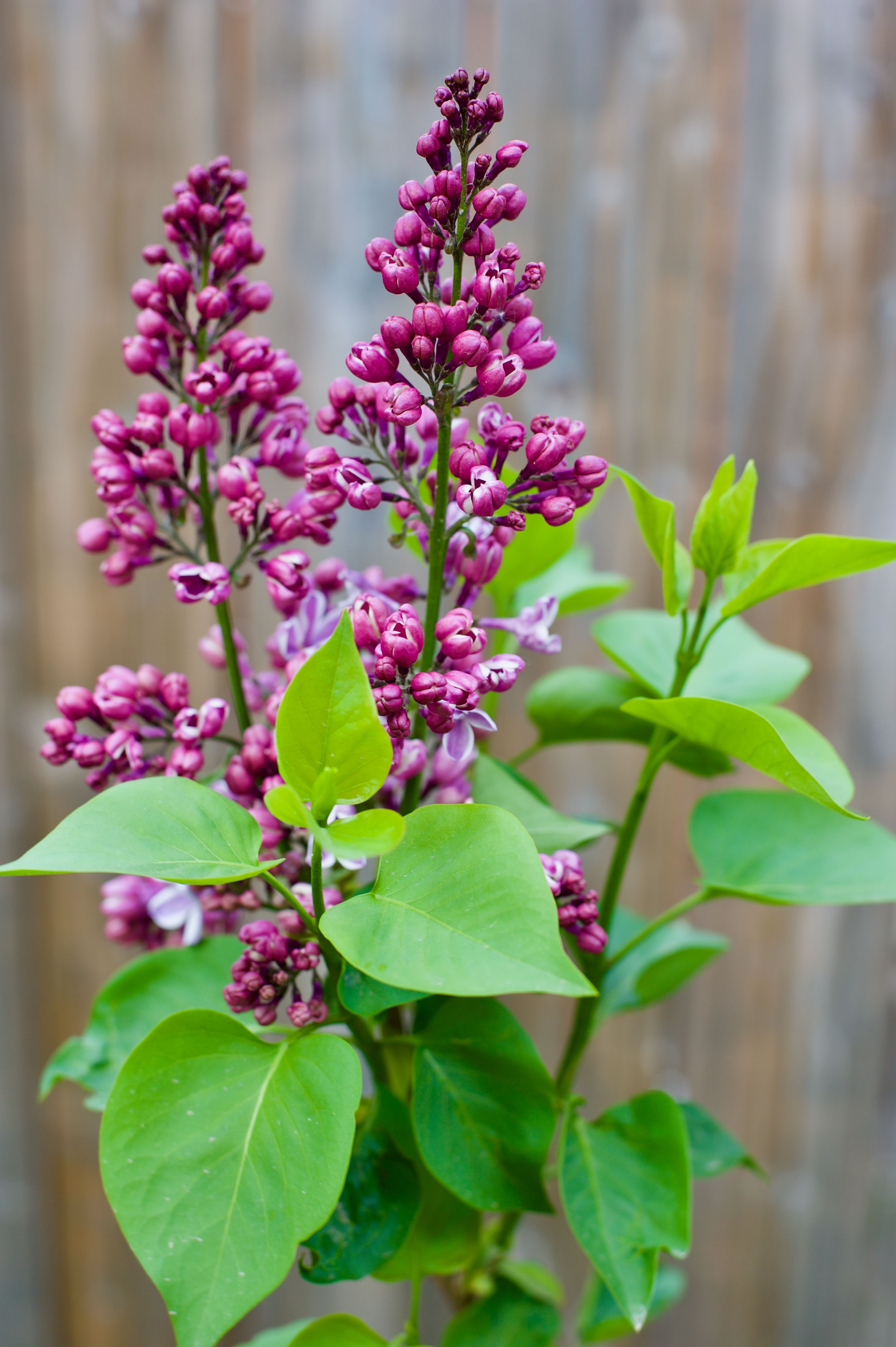 Purple Lilac Background Photos, Download The BEST Free Purple Lilac ...