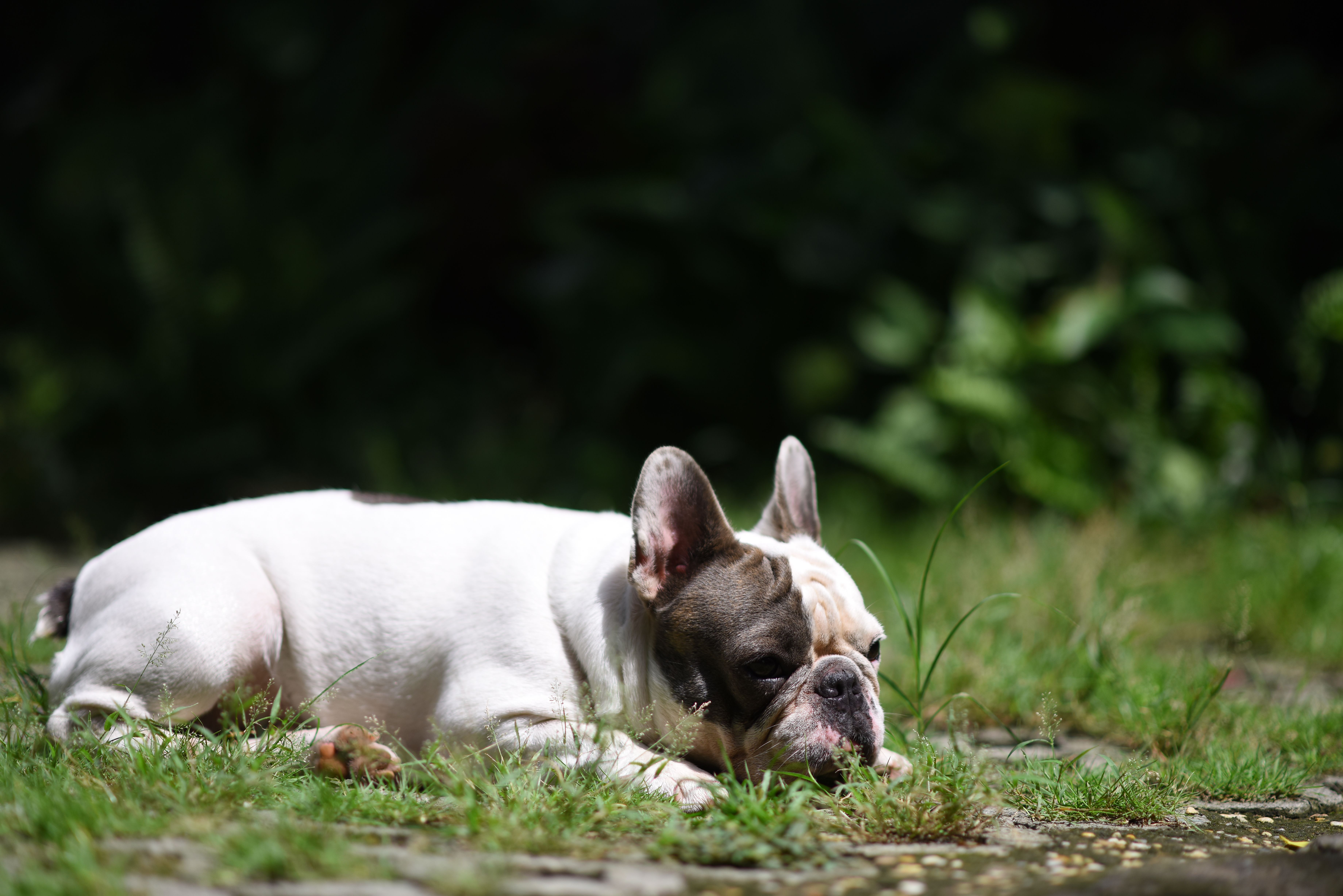 French Bulldog Relaxing in Sunny Backyard · Free Stock Photo