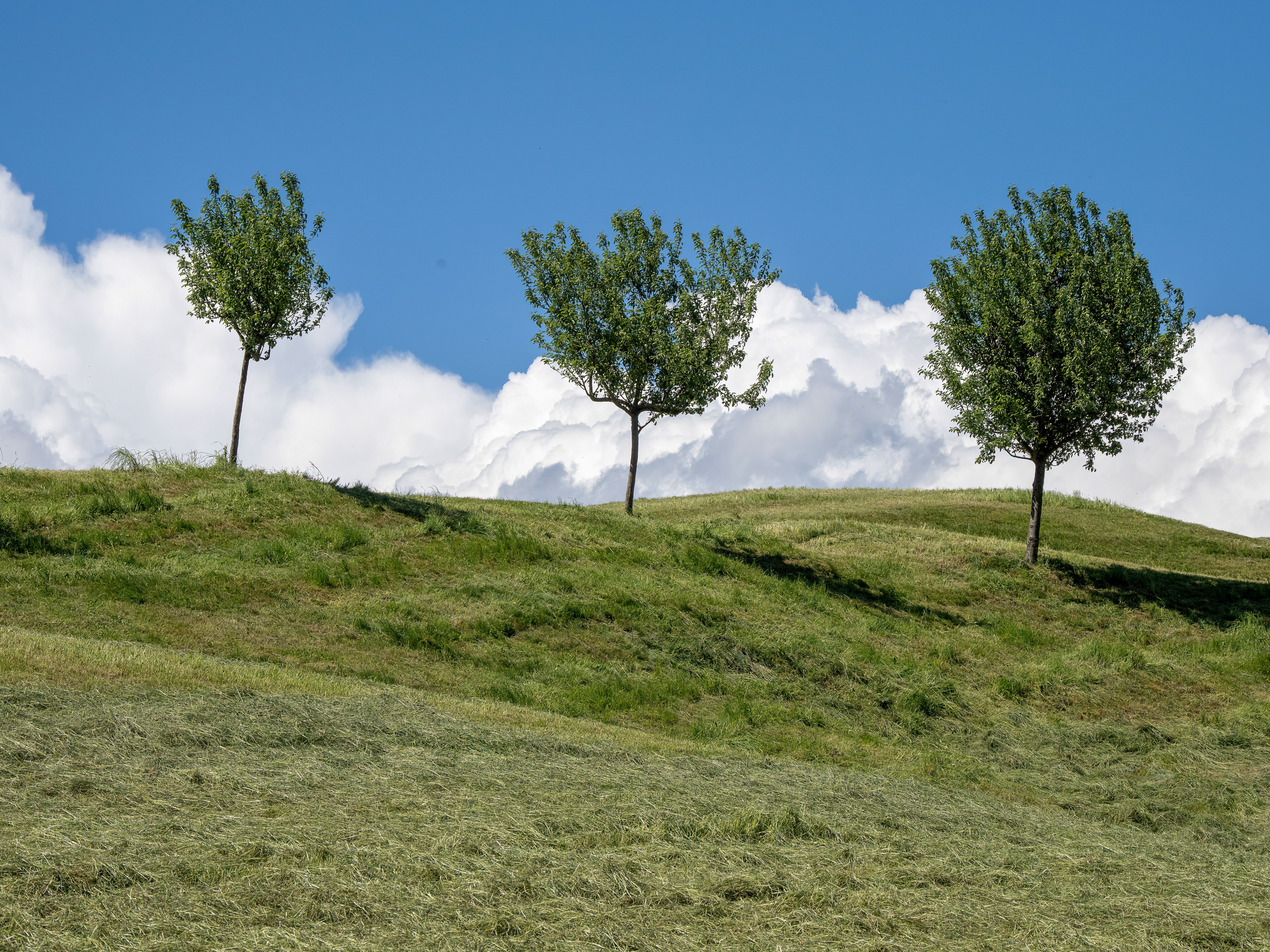 Peaceful Landscape with Three Trees on Hill · Free Stock Photo