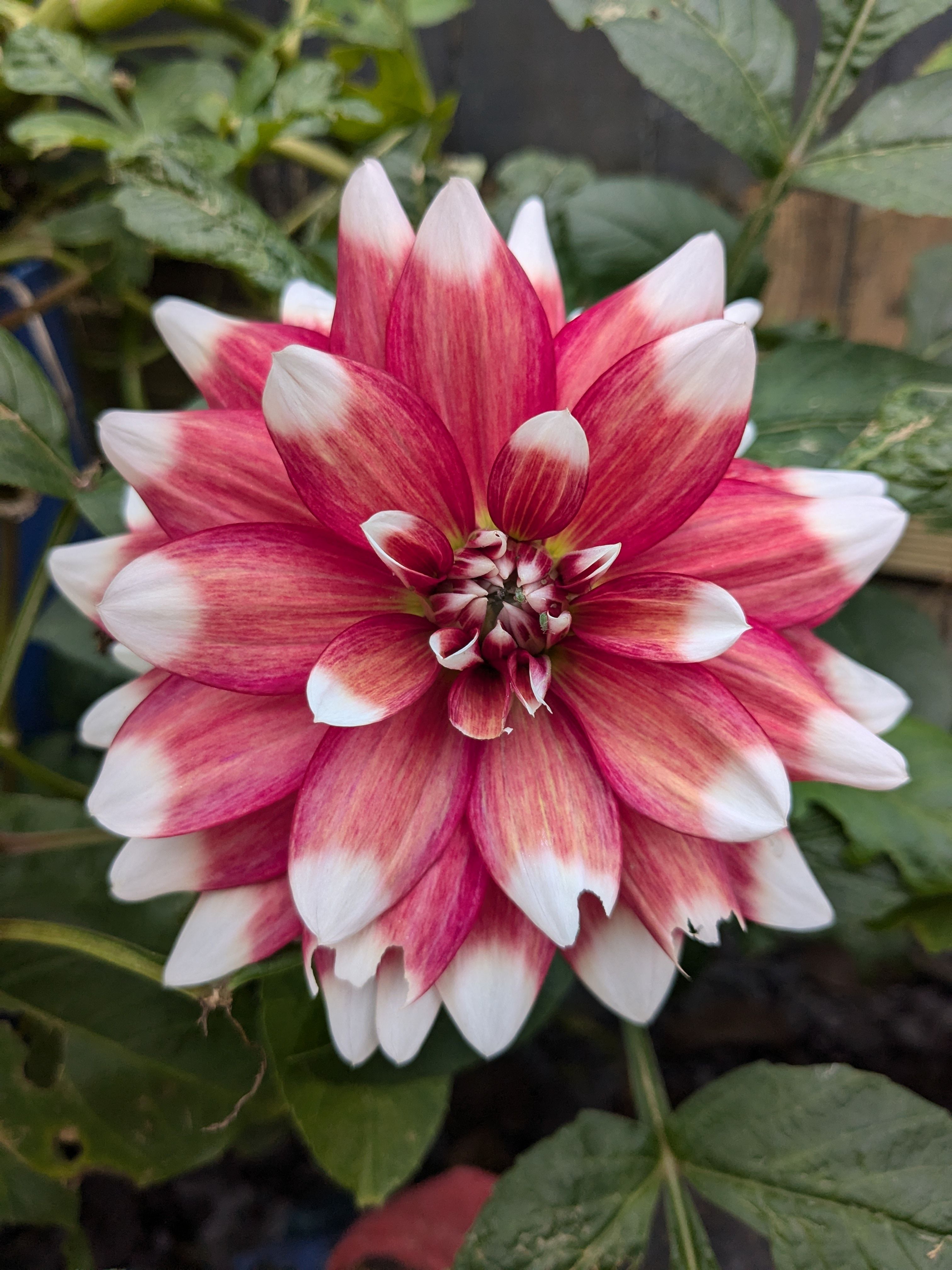 Blooming Flower Photos, Download The BEST Free Blooming Flower Stock ...