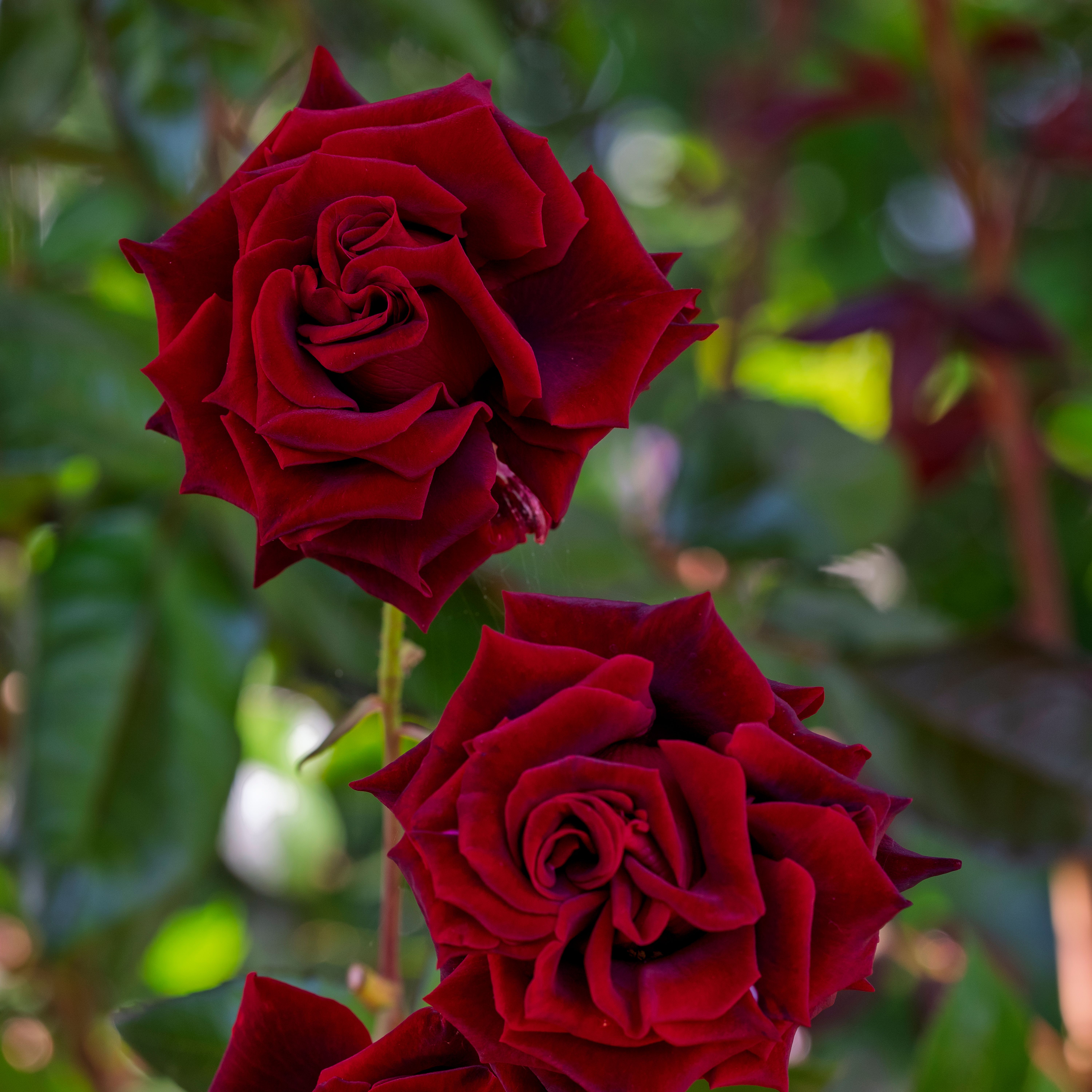 Close-Up of Vibrant Red Roses in Bloom · Free Stock Photo
