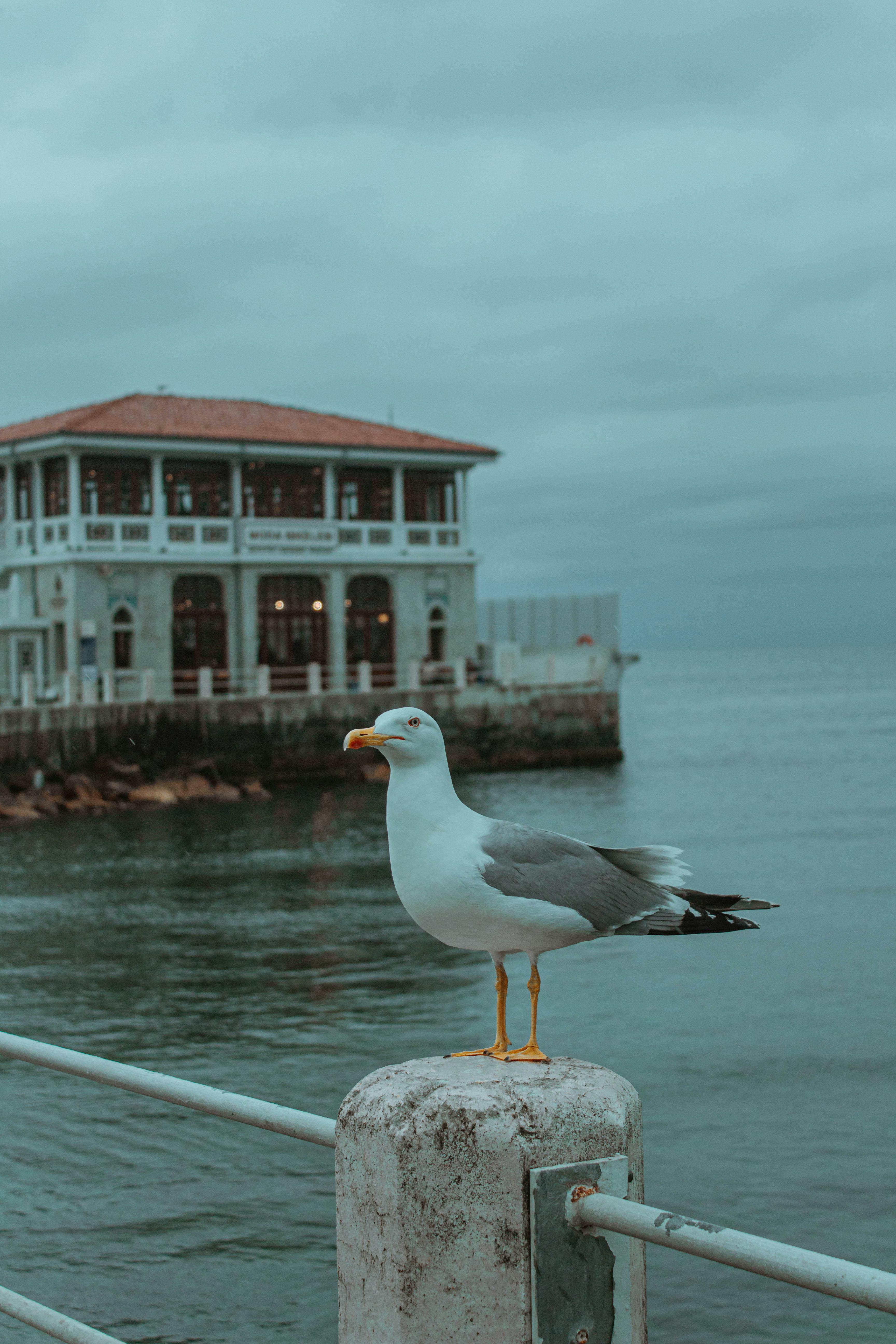 Sea Bird Photos, Download The BEST Free Sea Bird Stock Photos & HD Images