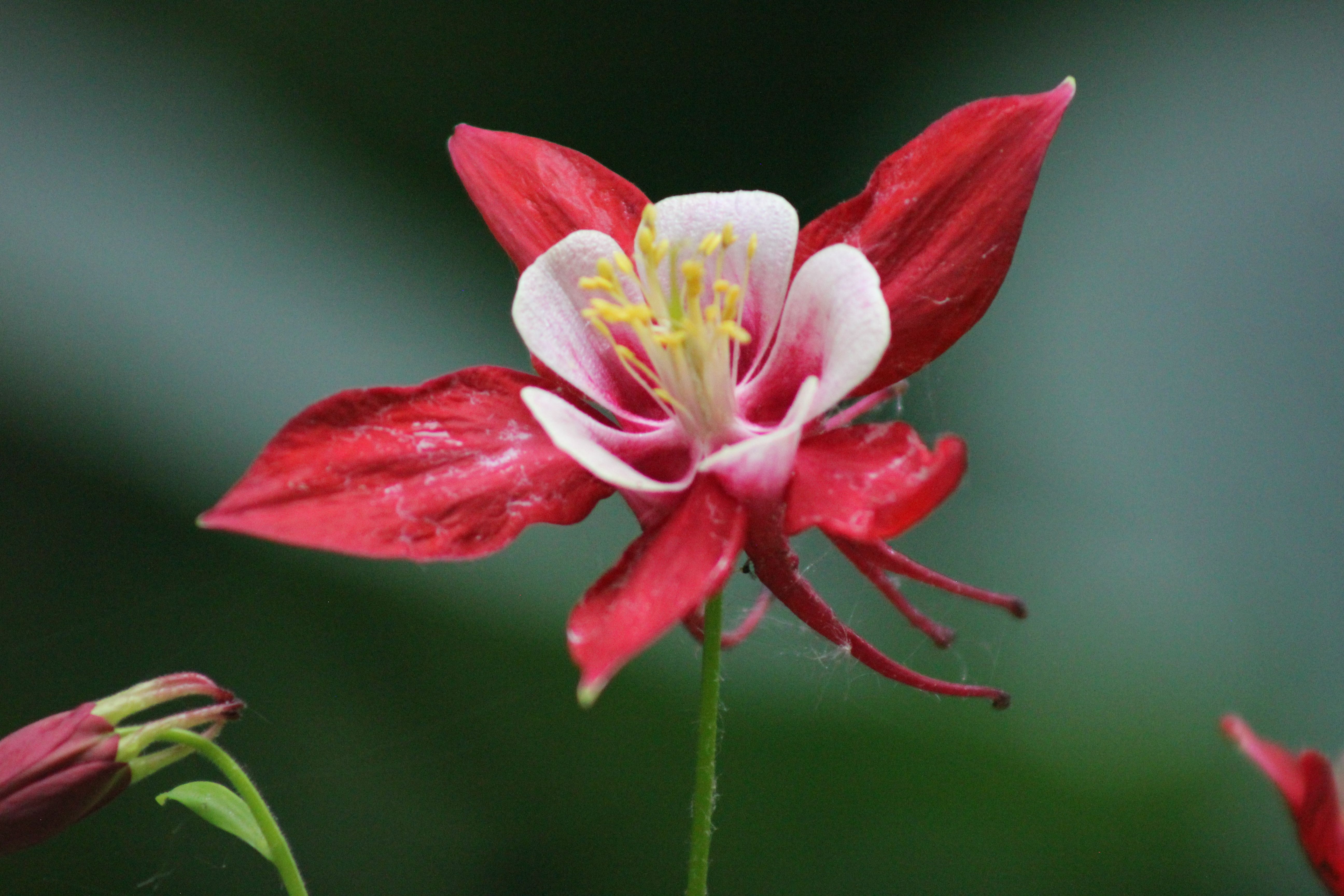 Vibrant Red Columbine Flower in Close-Up · Free Stock Photo
