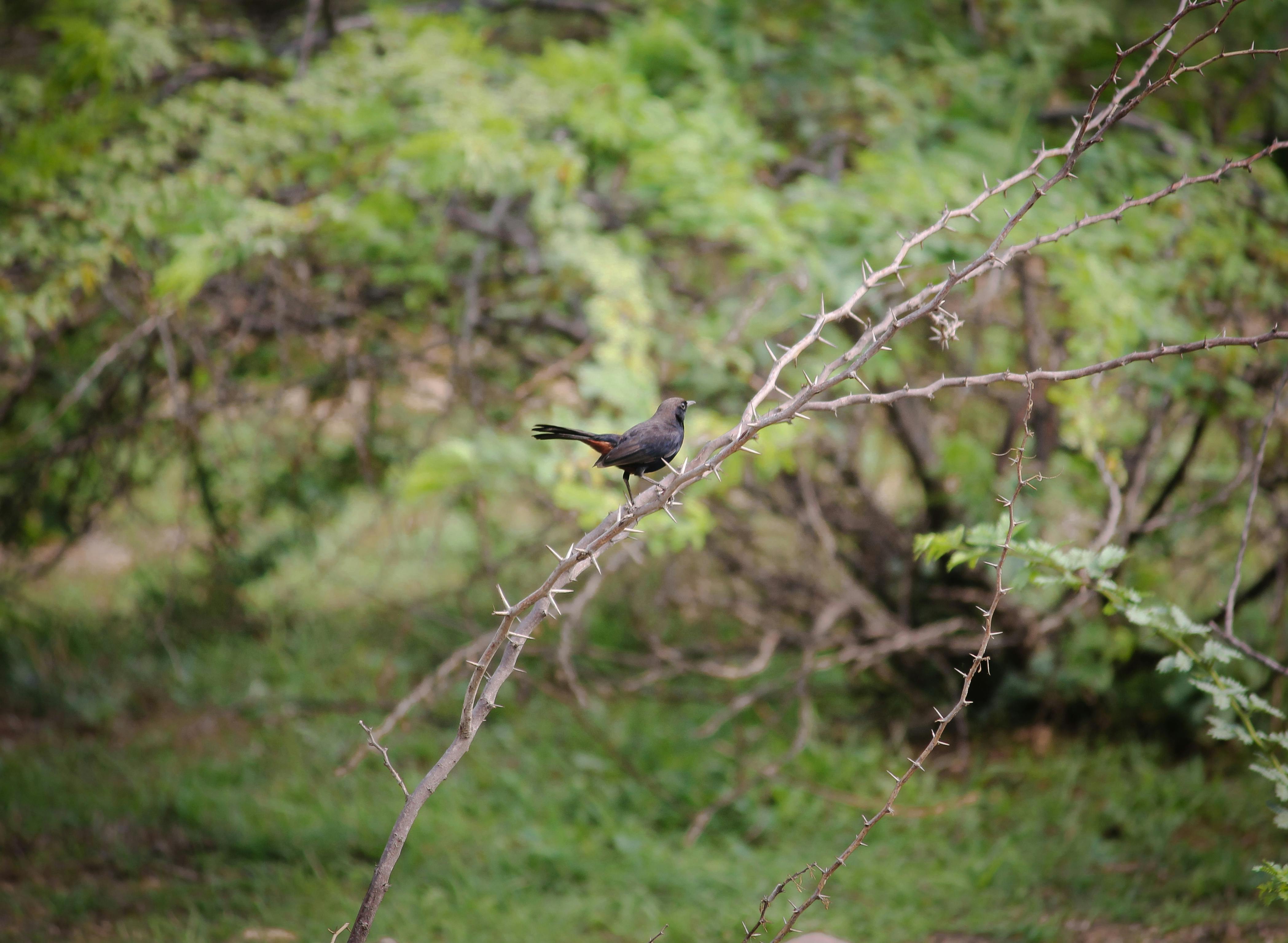 Back Scraping Photos, Download The BEST Free Back Scraping Stock Photos ...