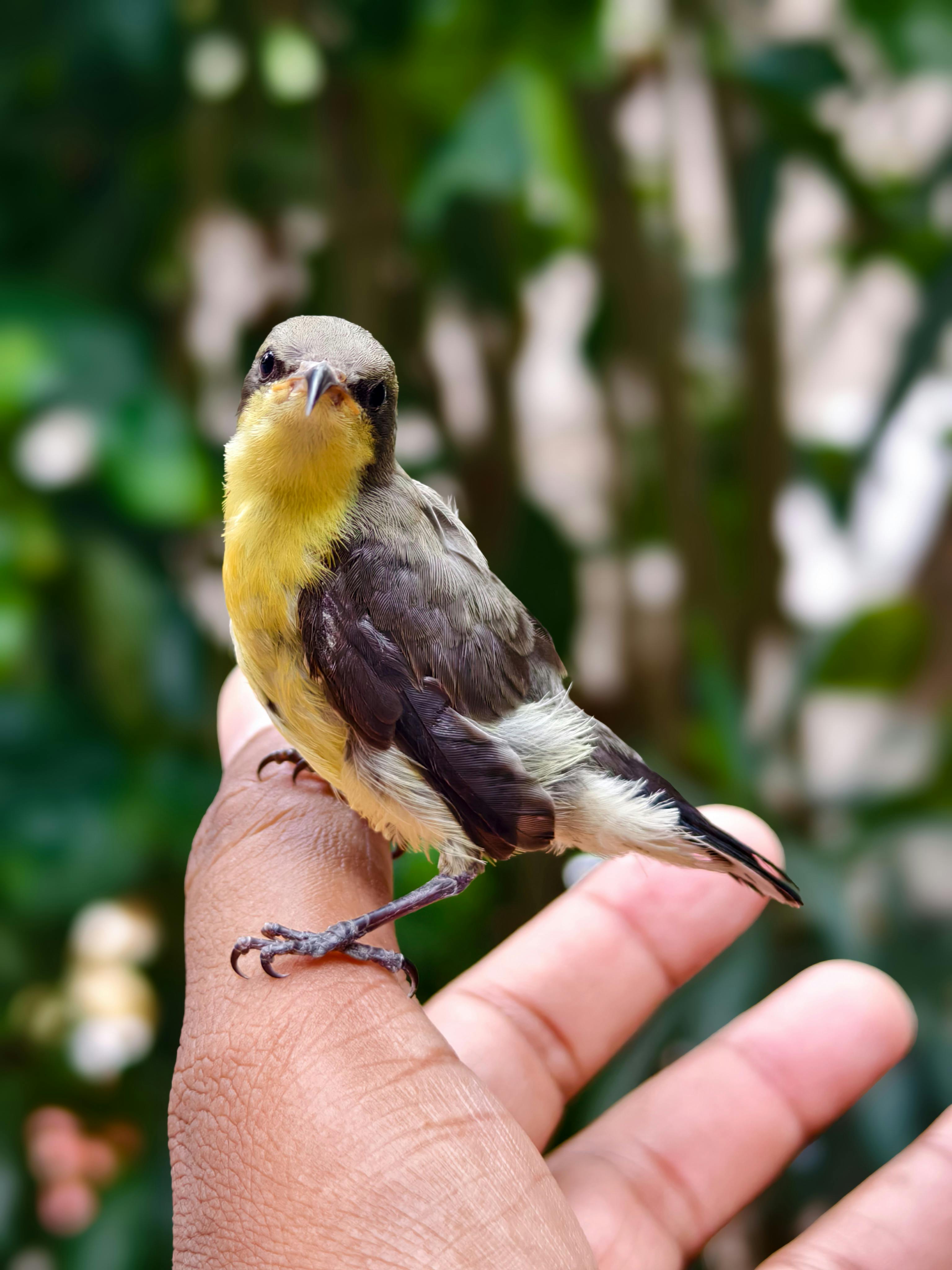 Close-Up of Bird Perched on Finger Outdoors · Free Stock Photo