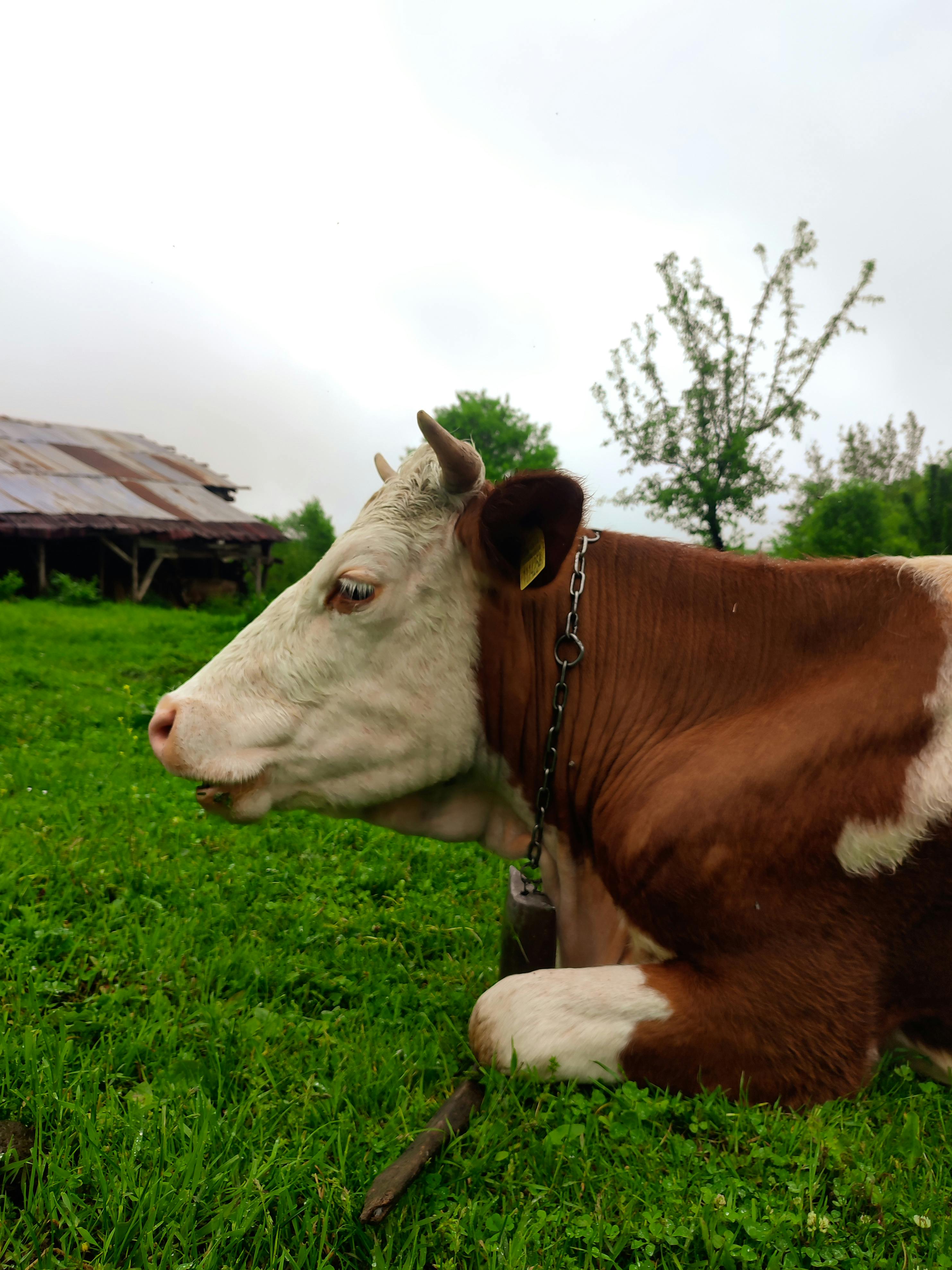 Farm Life Photos, Download The BEST Free Farm Life Stock Photos & HD Images