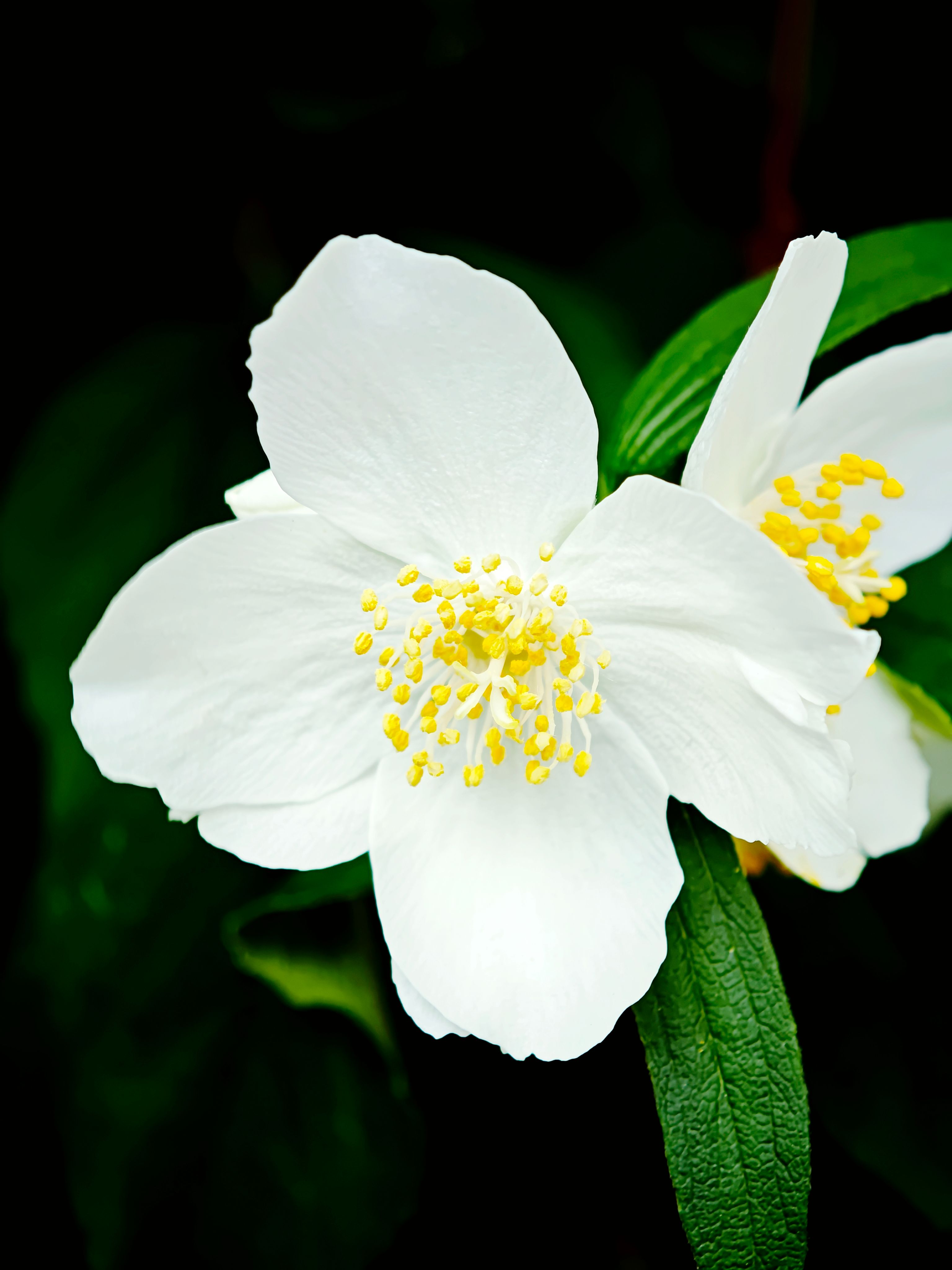 Close-up of White Jasmine on Dark Background · Free Stock Photo