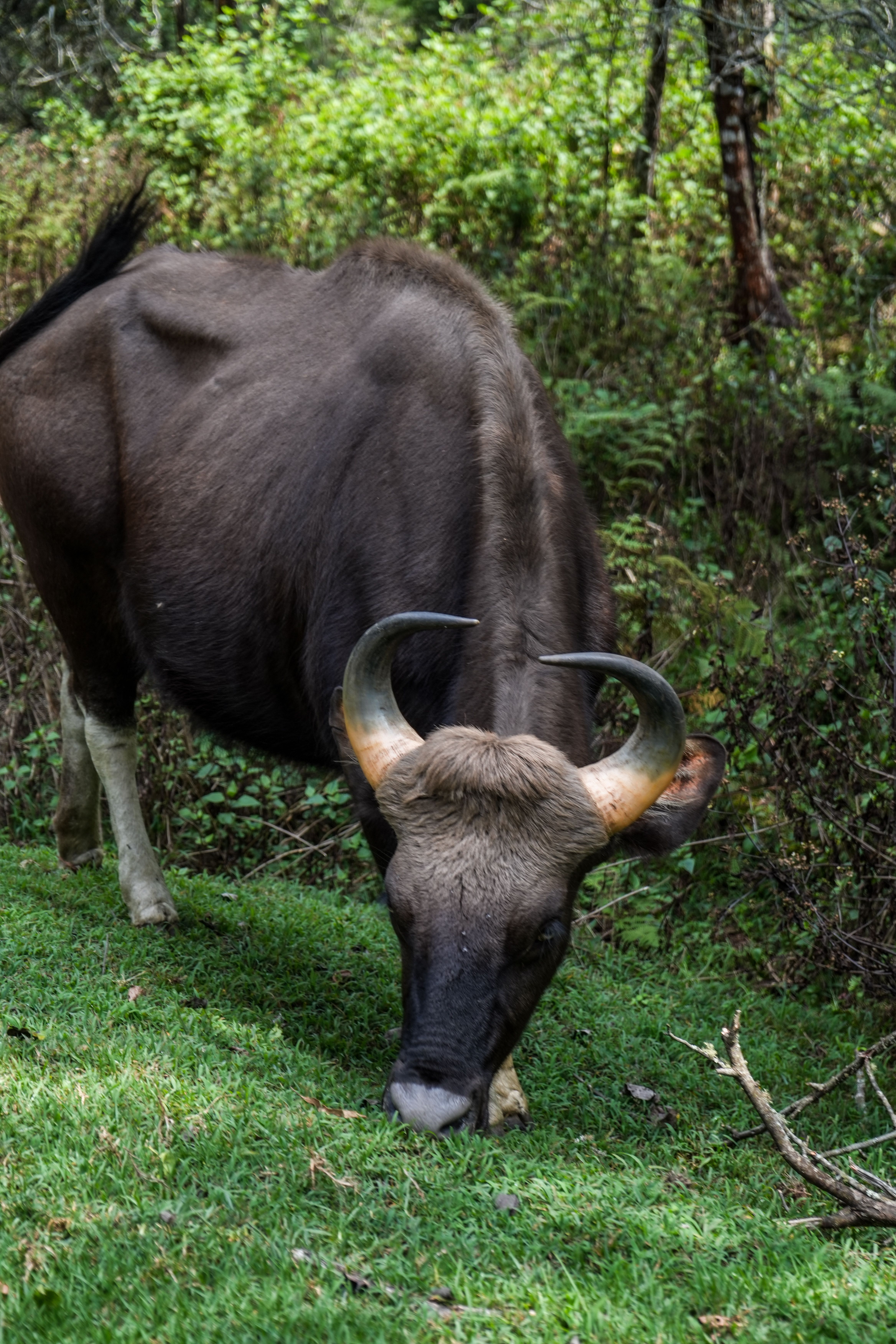 Indian Gaur Grazing in Natural Habitat · Free Stock Photo
