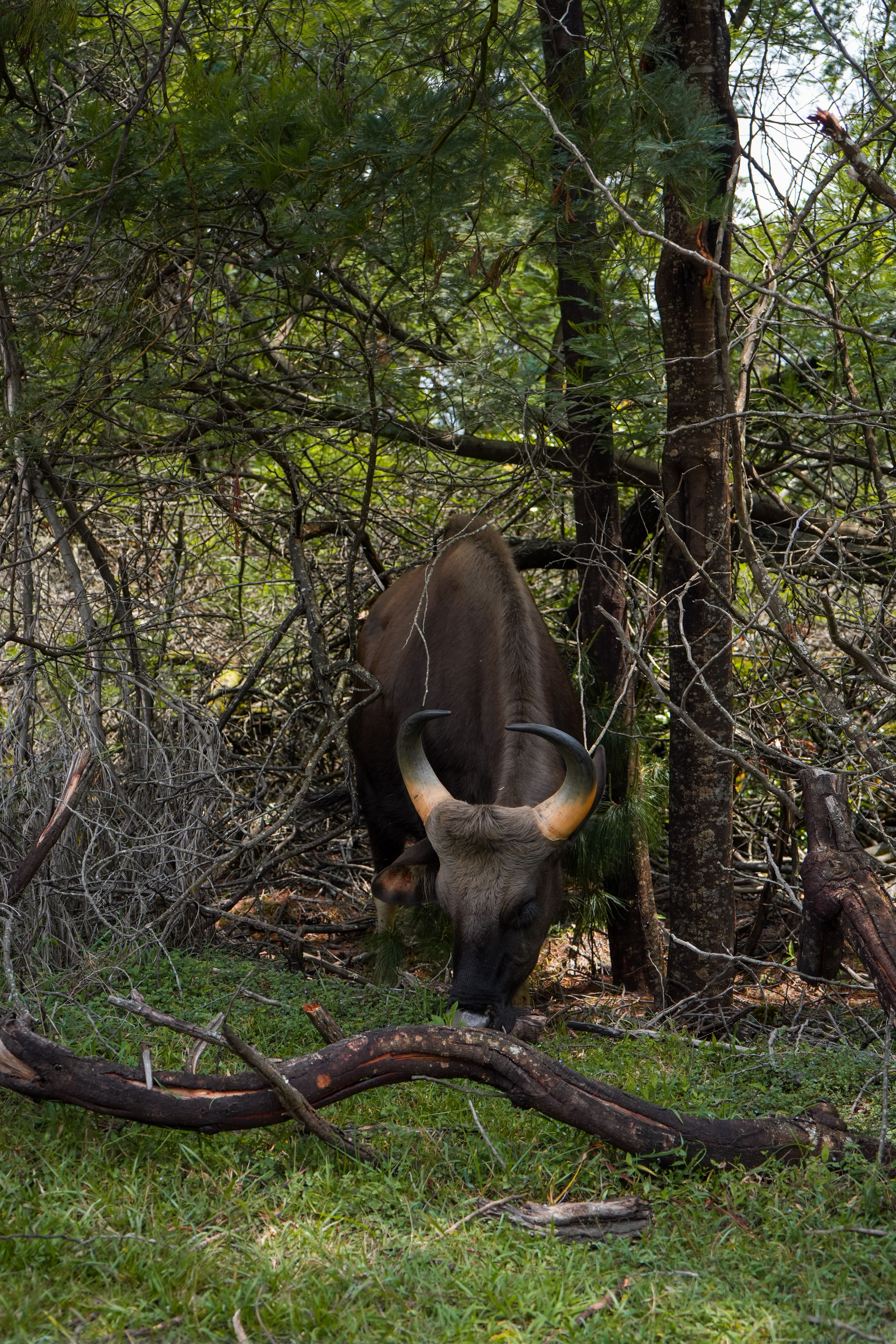 Indian Gaur Grazing in Forest Habitat · Free Stock Photo