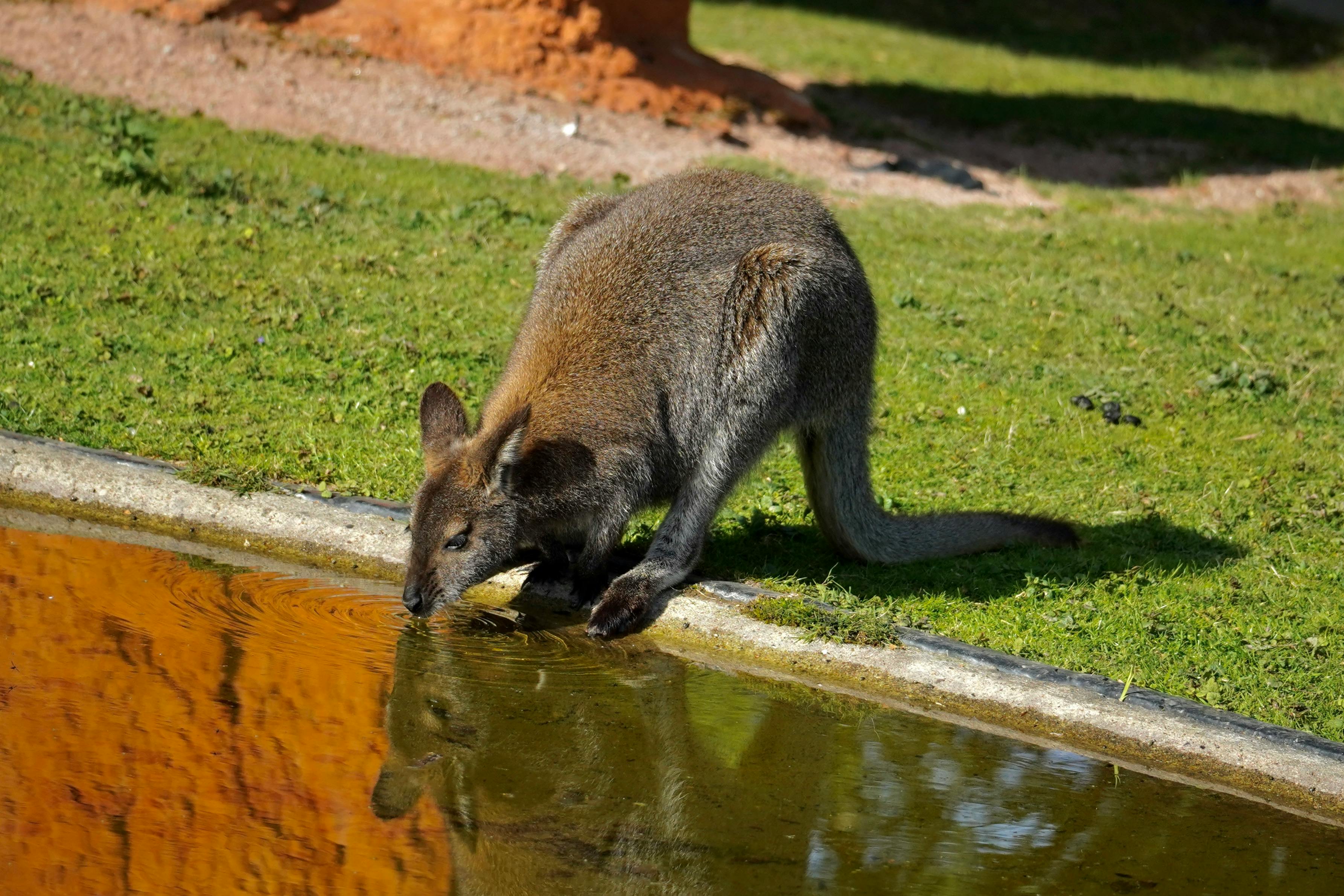 Wallaby Drinking Water by the Pond in Marlow · Free Stock Photo