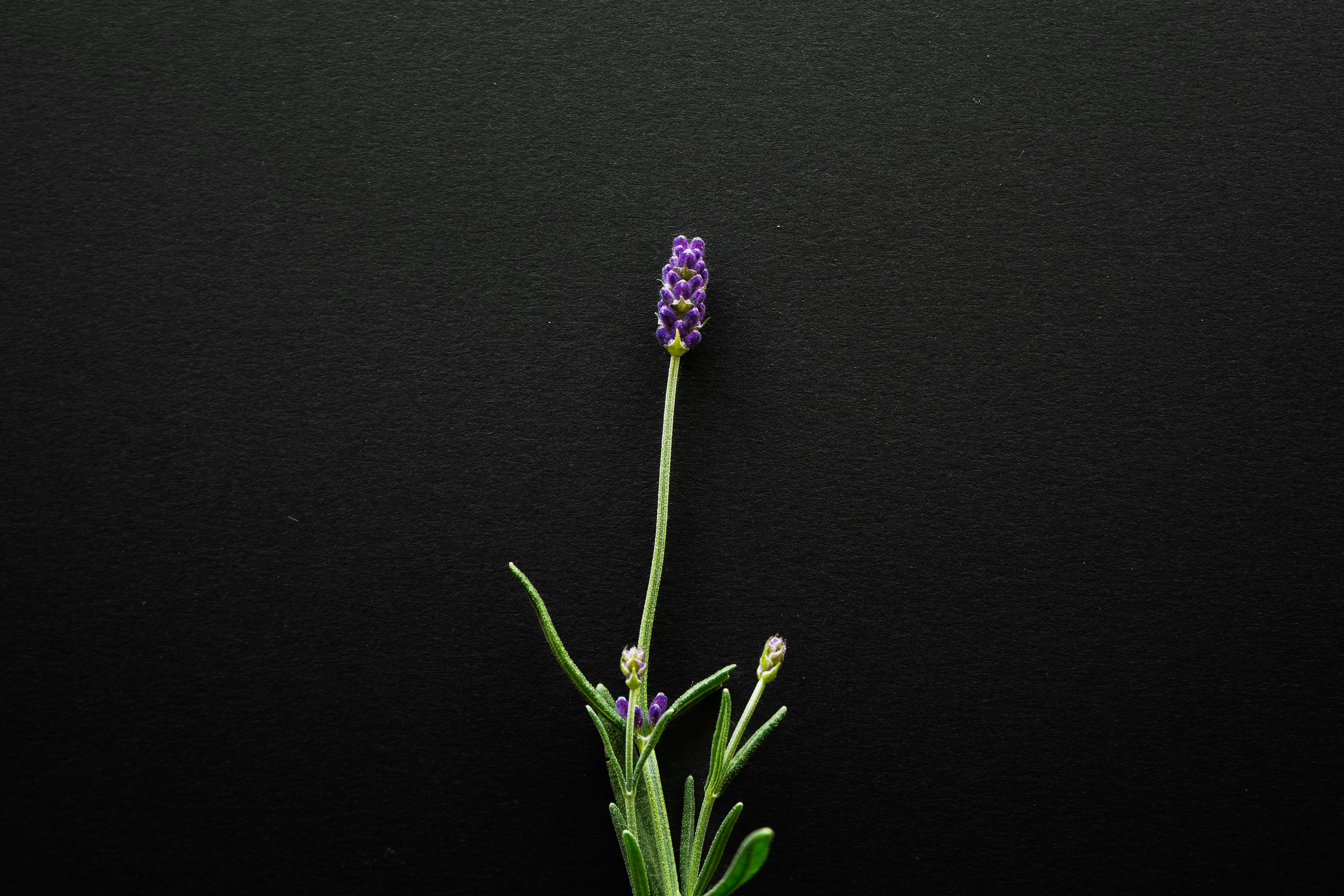 Minimalist Lavender Flower on Black Background · Free Stock Photo