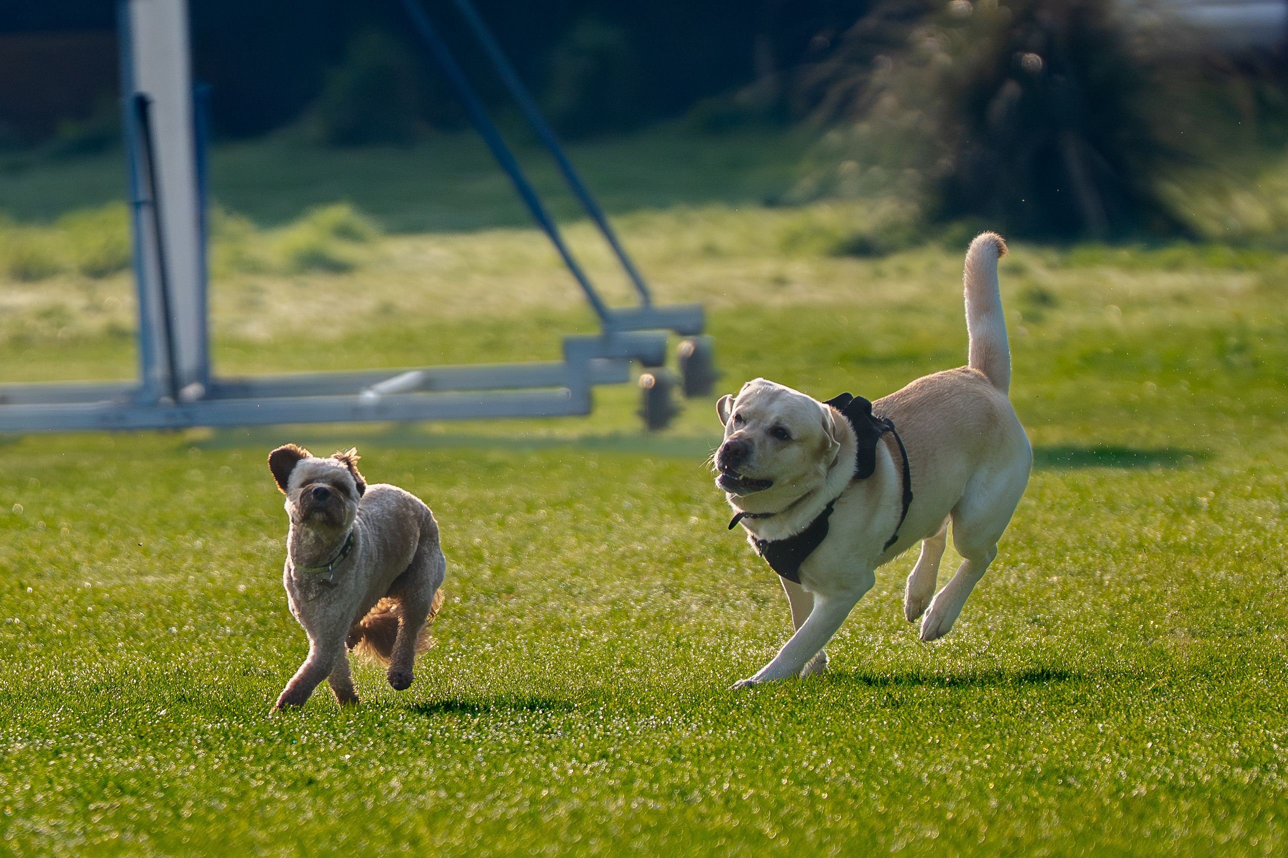 Joyful Dogs Running on Lush Green Field · Free Stock Photo