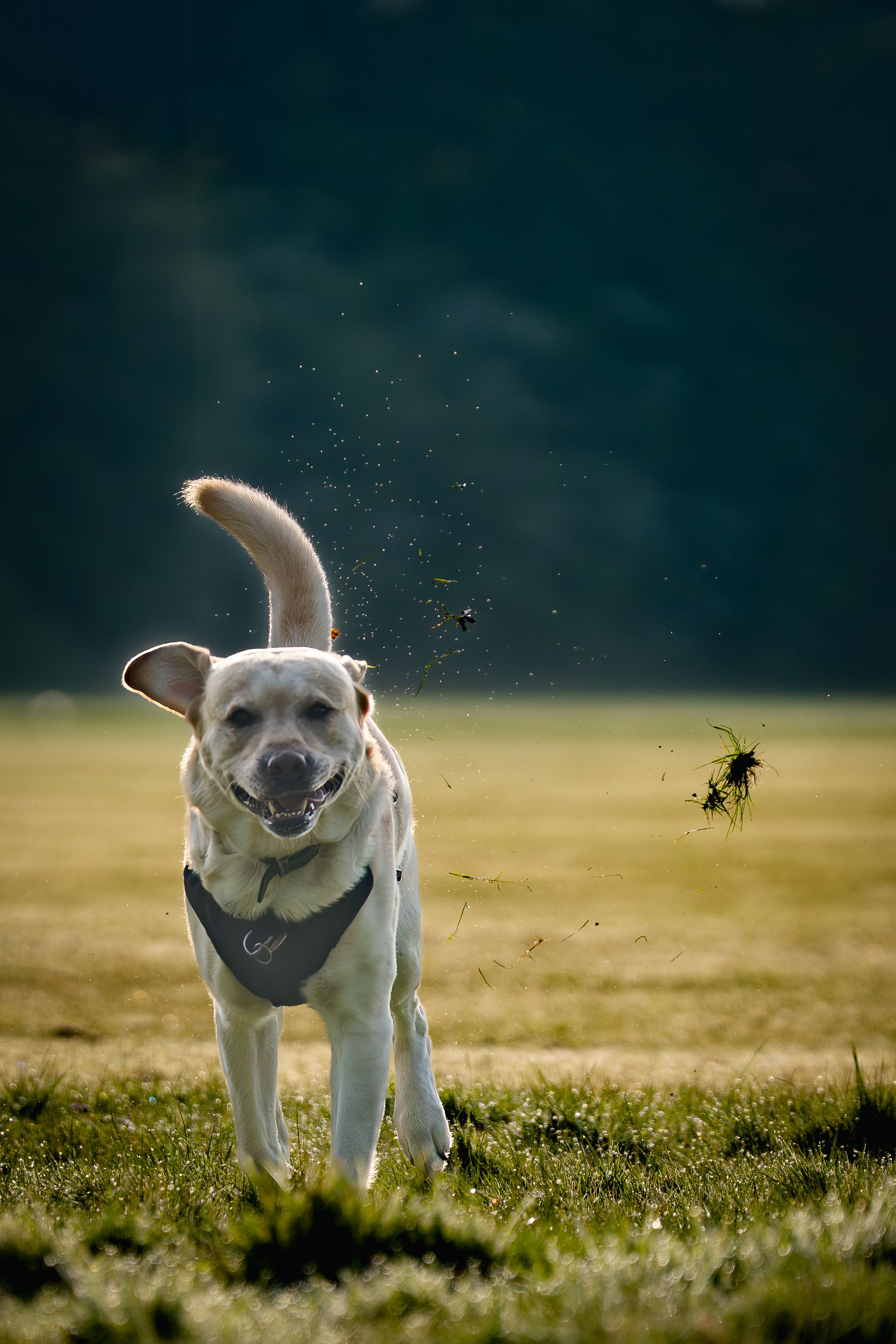 A Dog Playing Photos, Download The BEST Free A Dog Playing Stock Photos ...