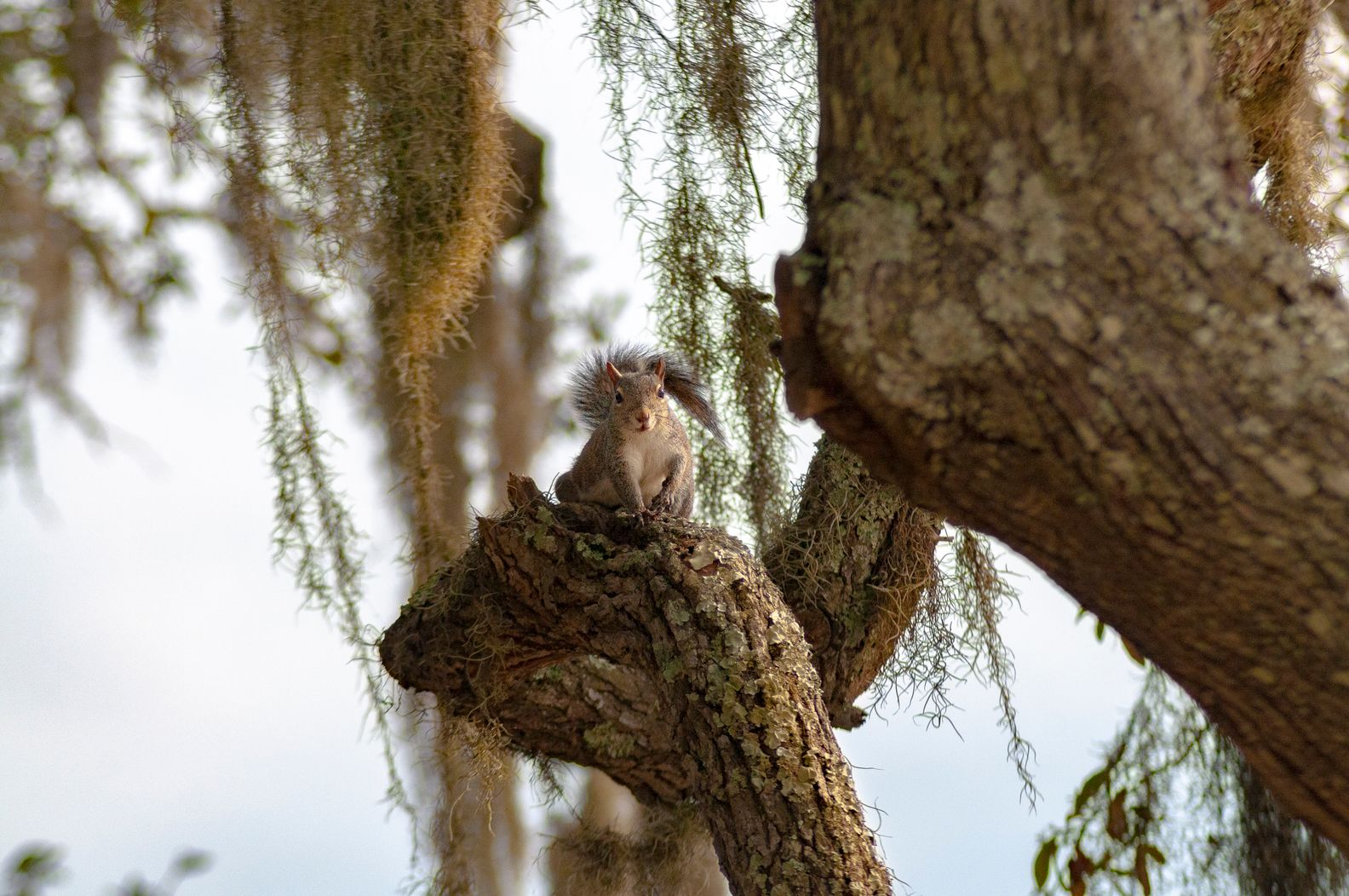 Southern Fox Squirrel Habitat and Population Dynamics