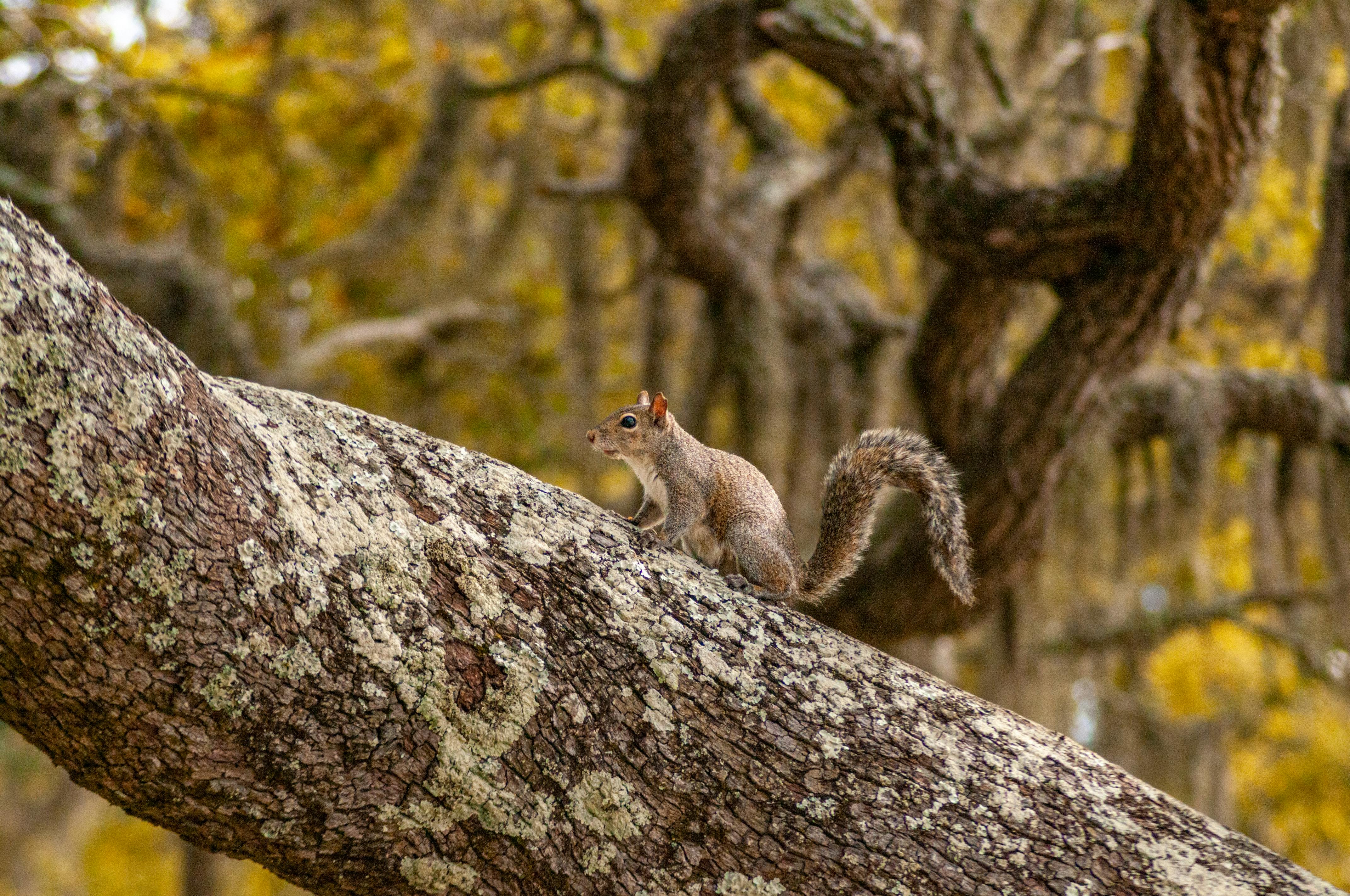 Ardilla Posada En Una Rama En El Bosque Otoñal · Foto de stock gratuita