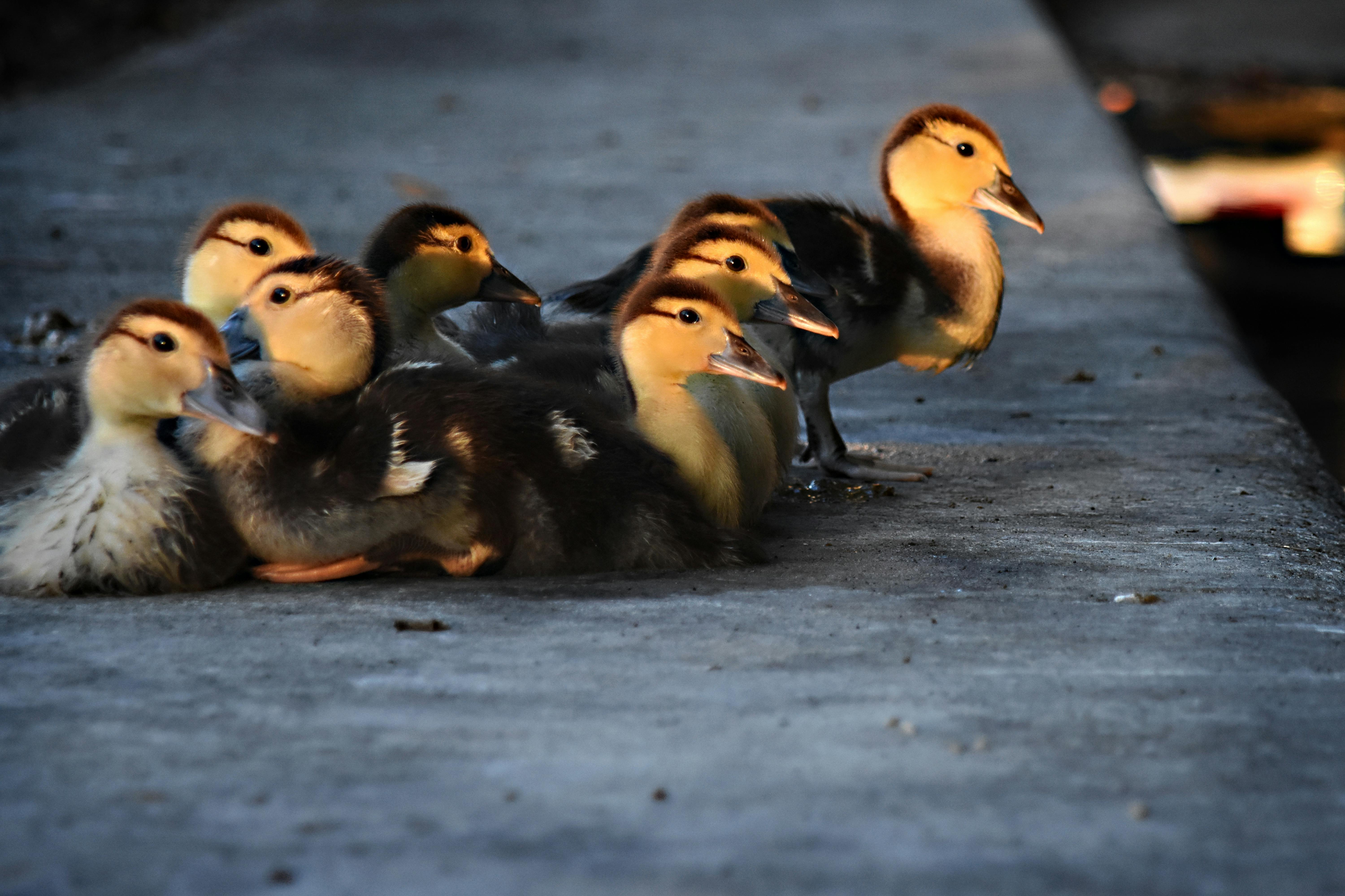 Shannon+Bream+Miss+Florida+Swimsuit Photos, Download The BEST Free ...