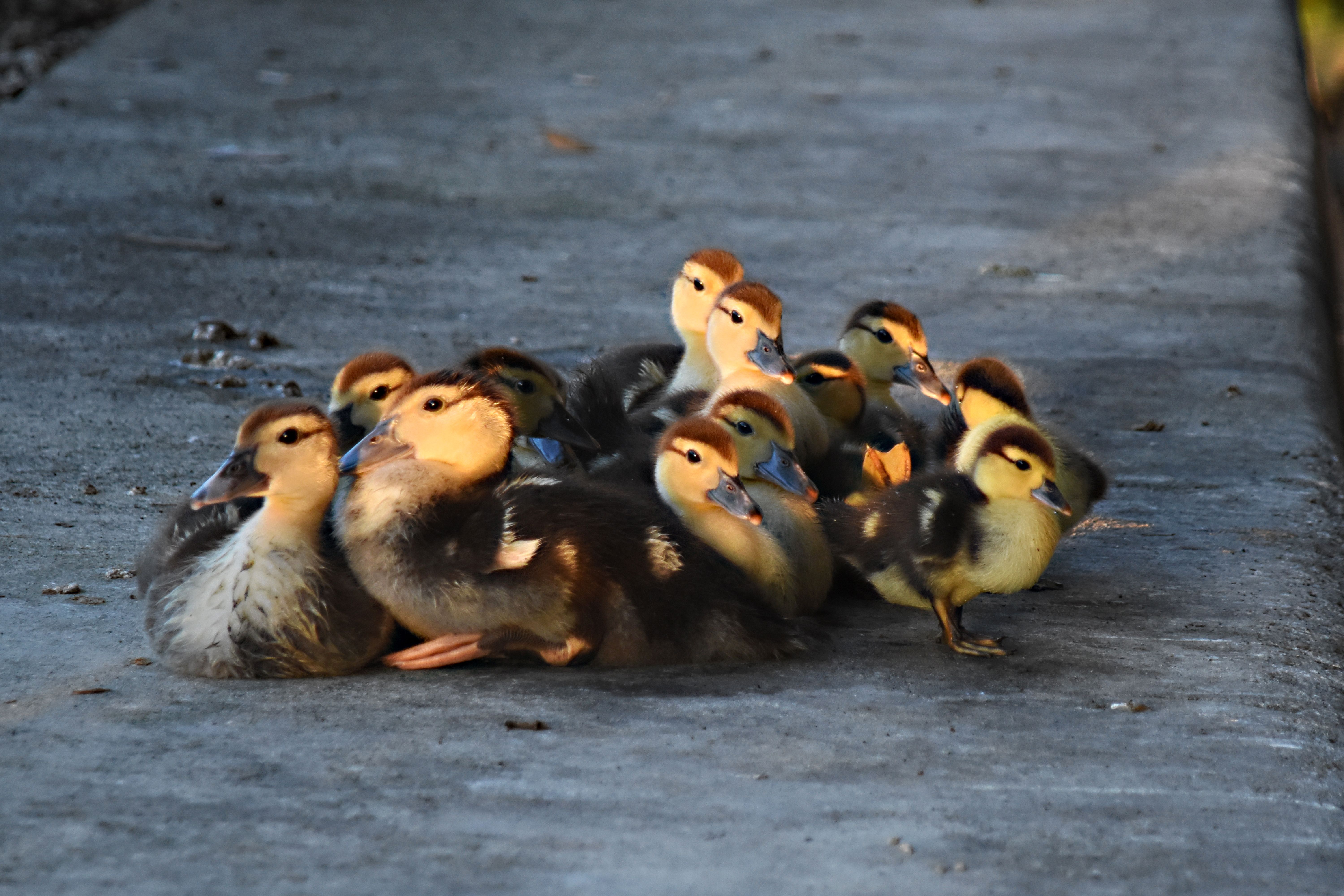 Duck and 6 Ducklings on Concrete Road during Daytime · Free Stock Photo