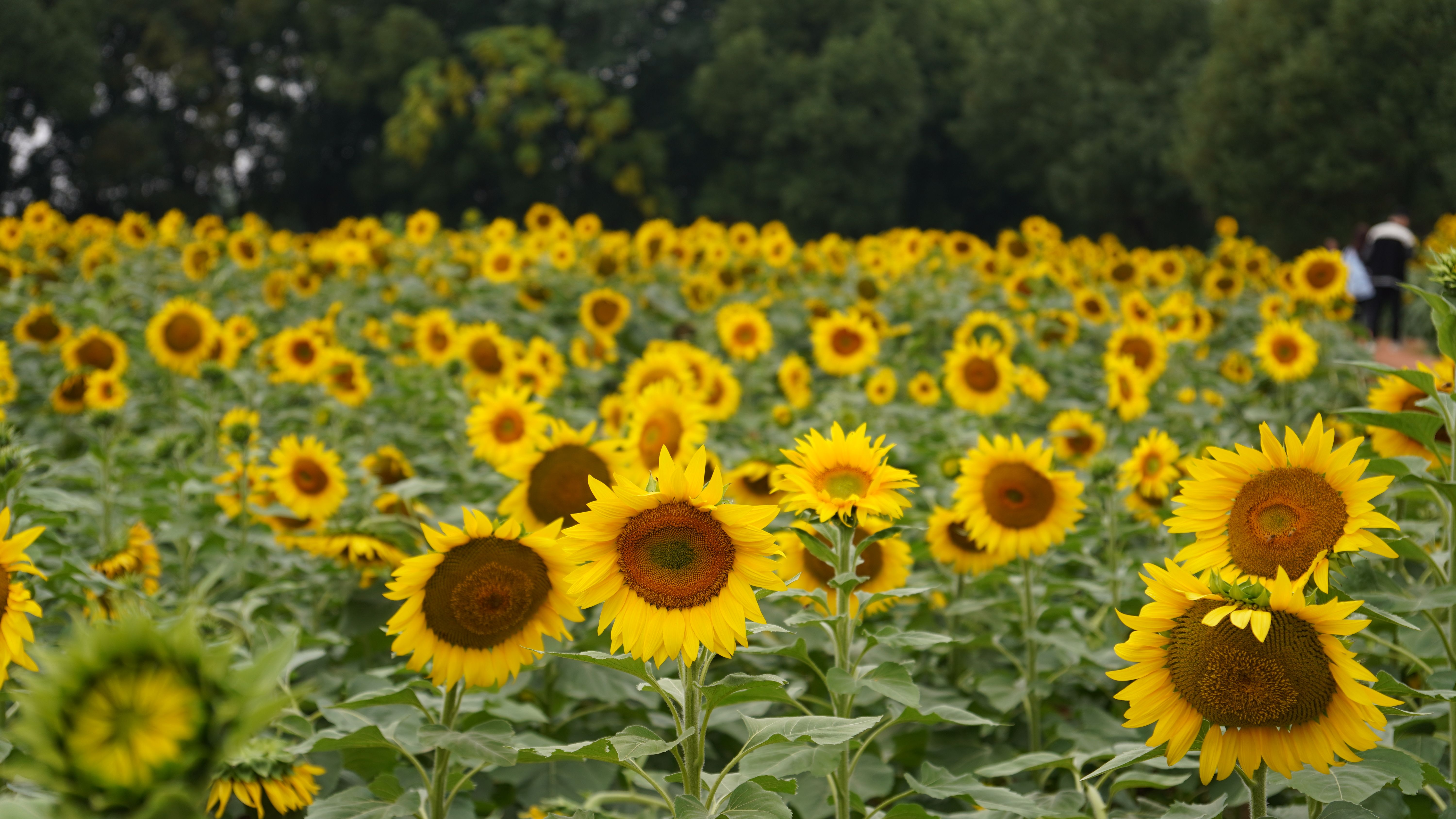 Vibrant Sunflower Field in Bloom Under Daylight · Free Stock Photo
