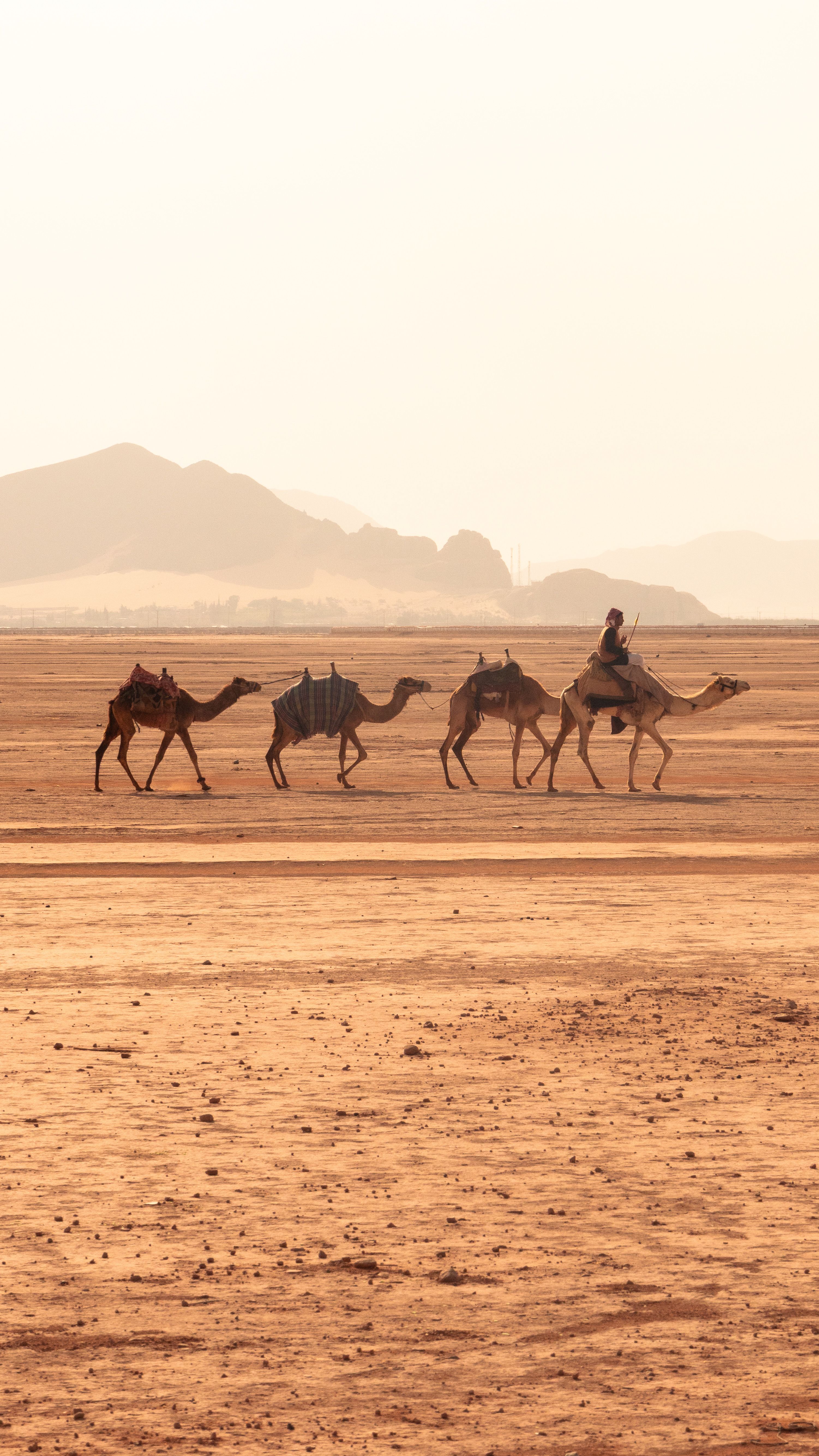 Camel Caravan in the Deserts of Aqaba, Jordan · Free Stock Photo