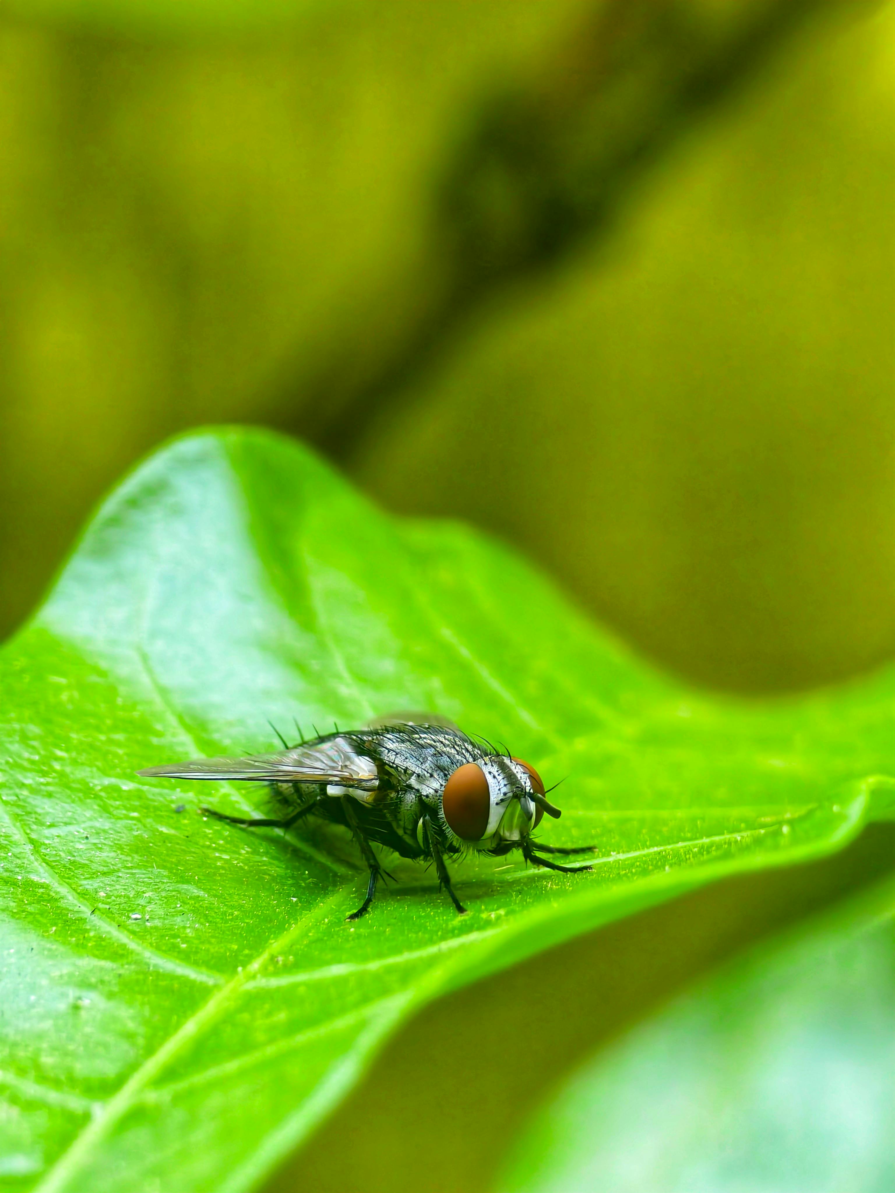 Insect with red compound eyes · Free Stock Photo