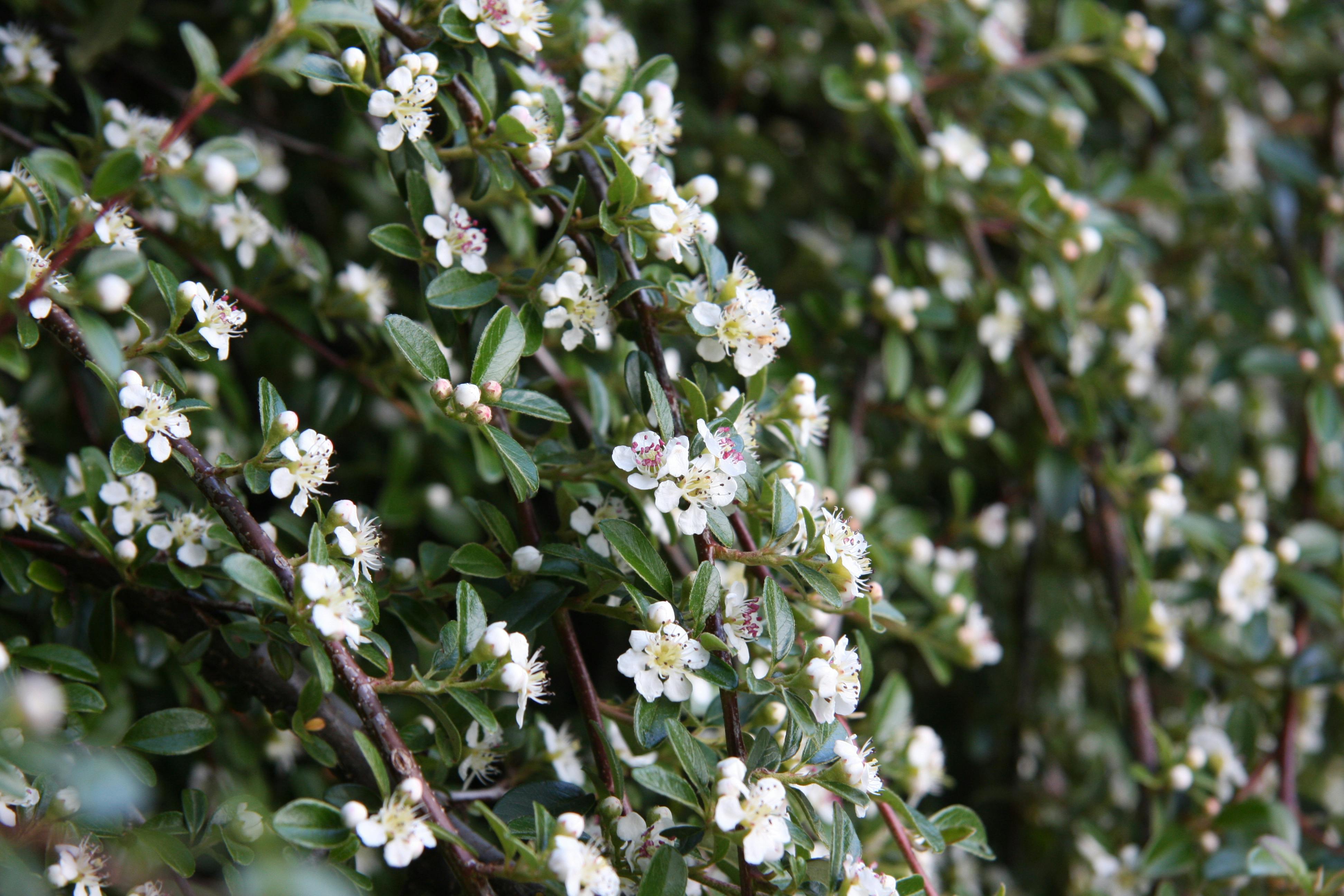 Momo Photo Photos, Download The BEST Free Momo Photo Stock Photos & HD ...