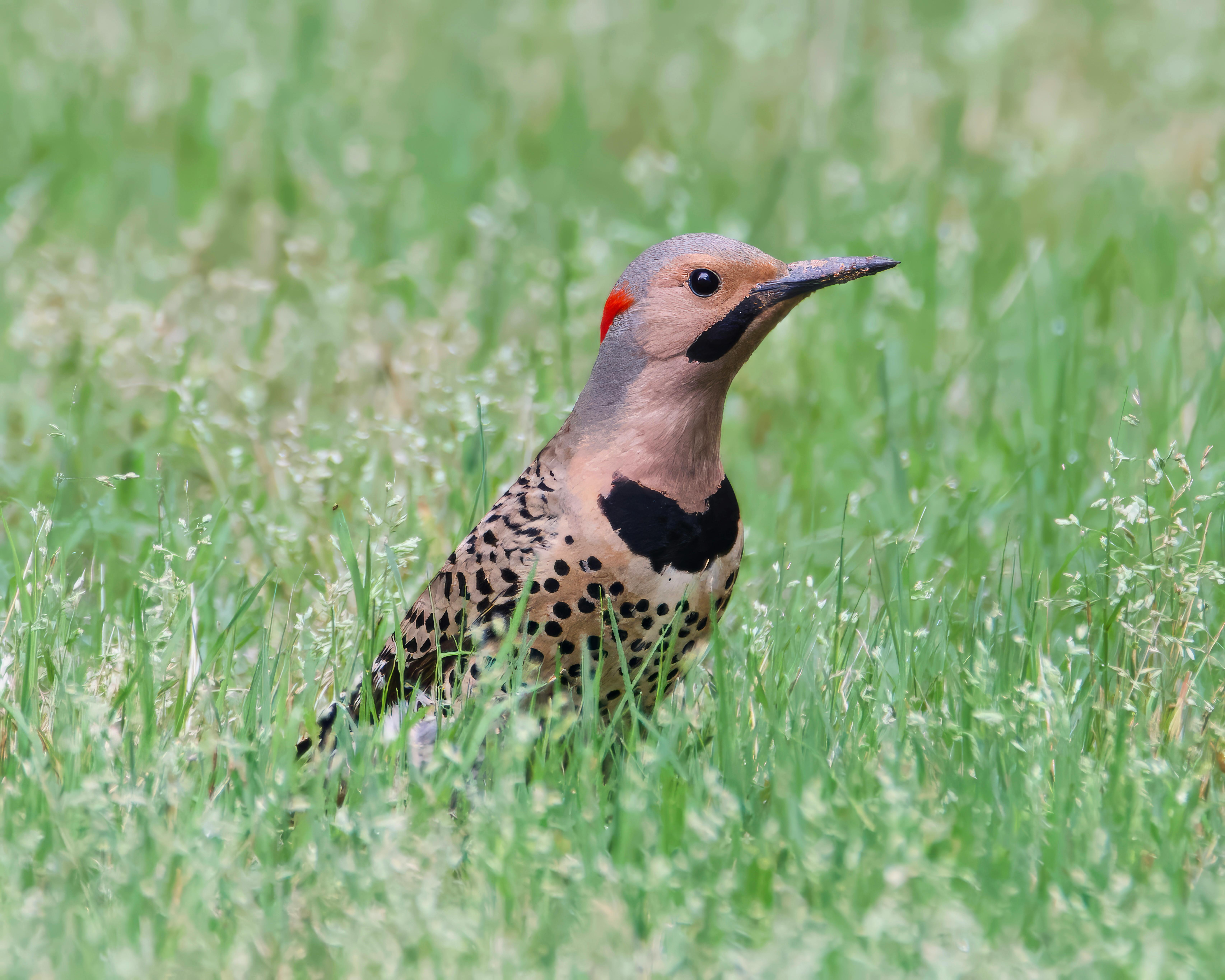 Northern Flicker in Grassland Habitat, Alabama · Free Stock Photo