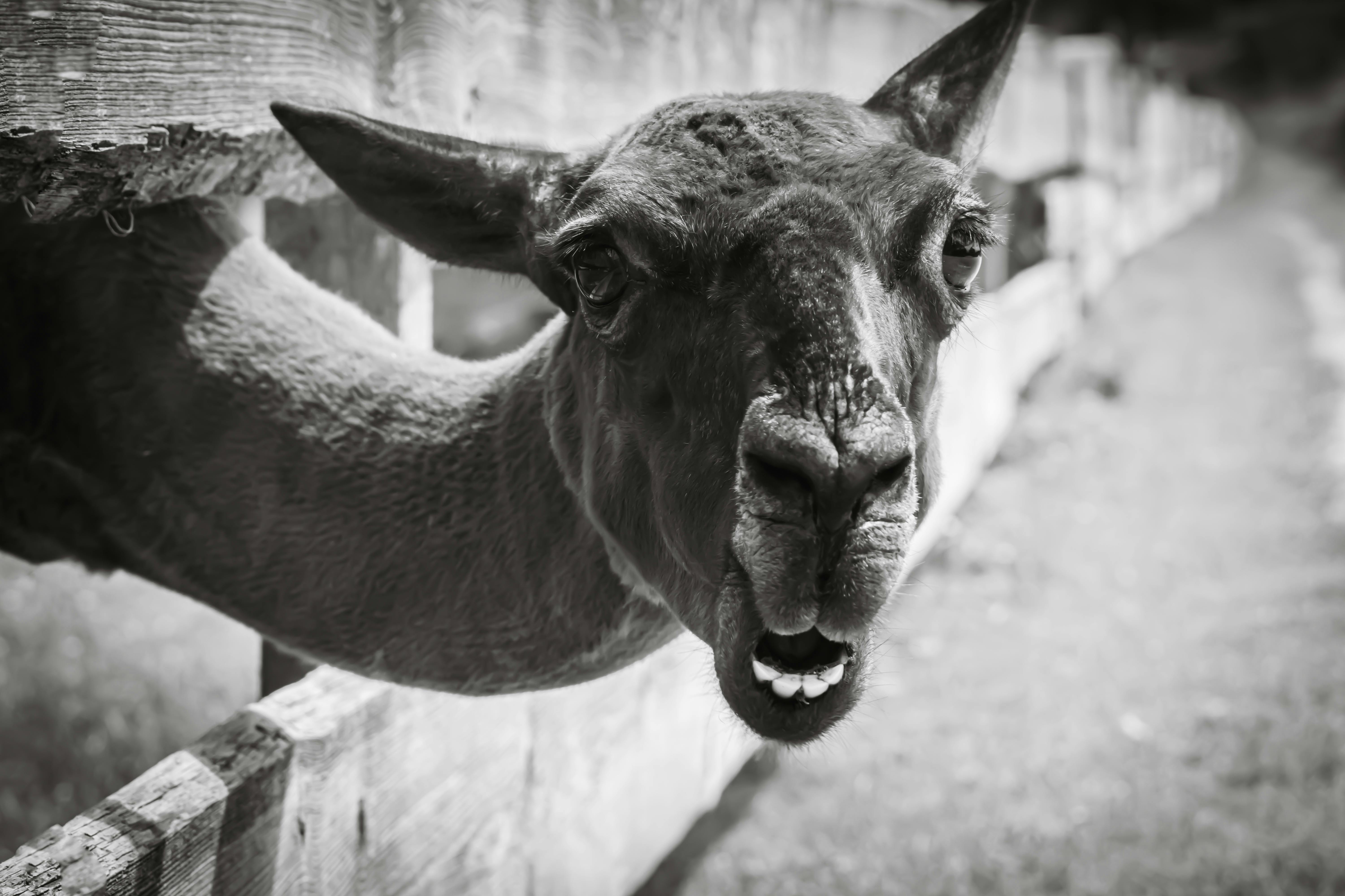 Graceyard Photos, Download The BEST Free Graceyard Stock Photos & HD Images