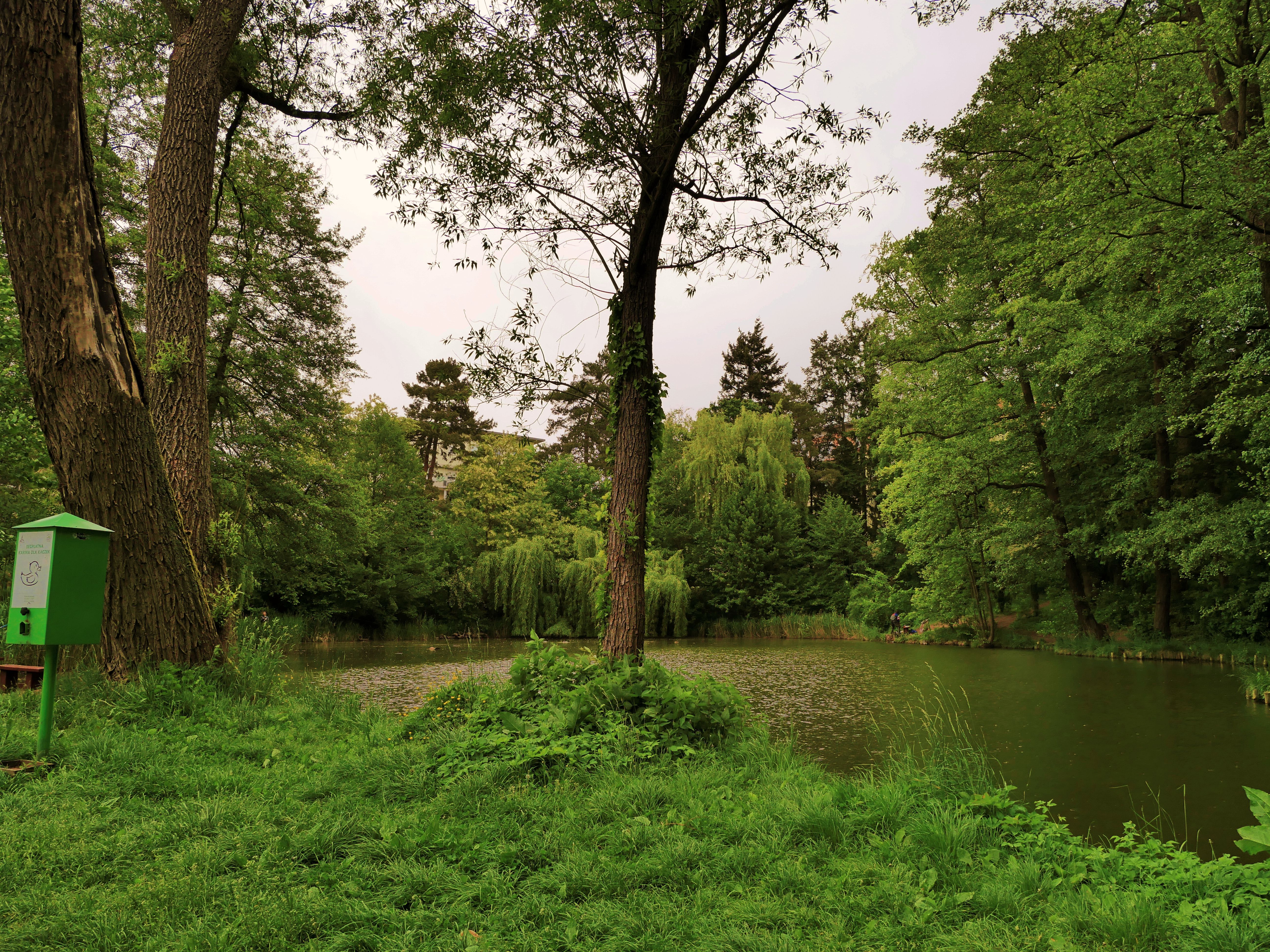 Serena Escena De Lago Forestal Con Exuberante Vegetación · Foto de ...