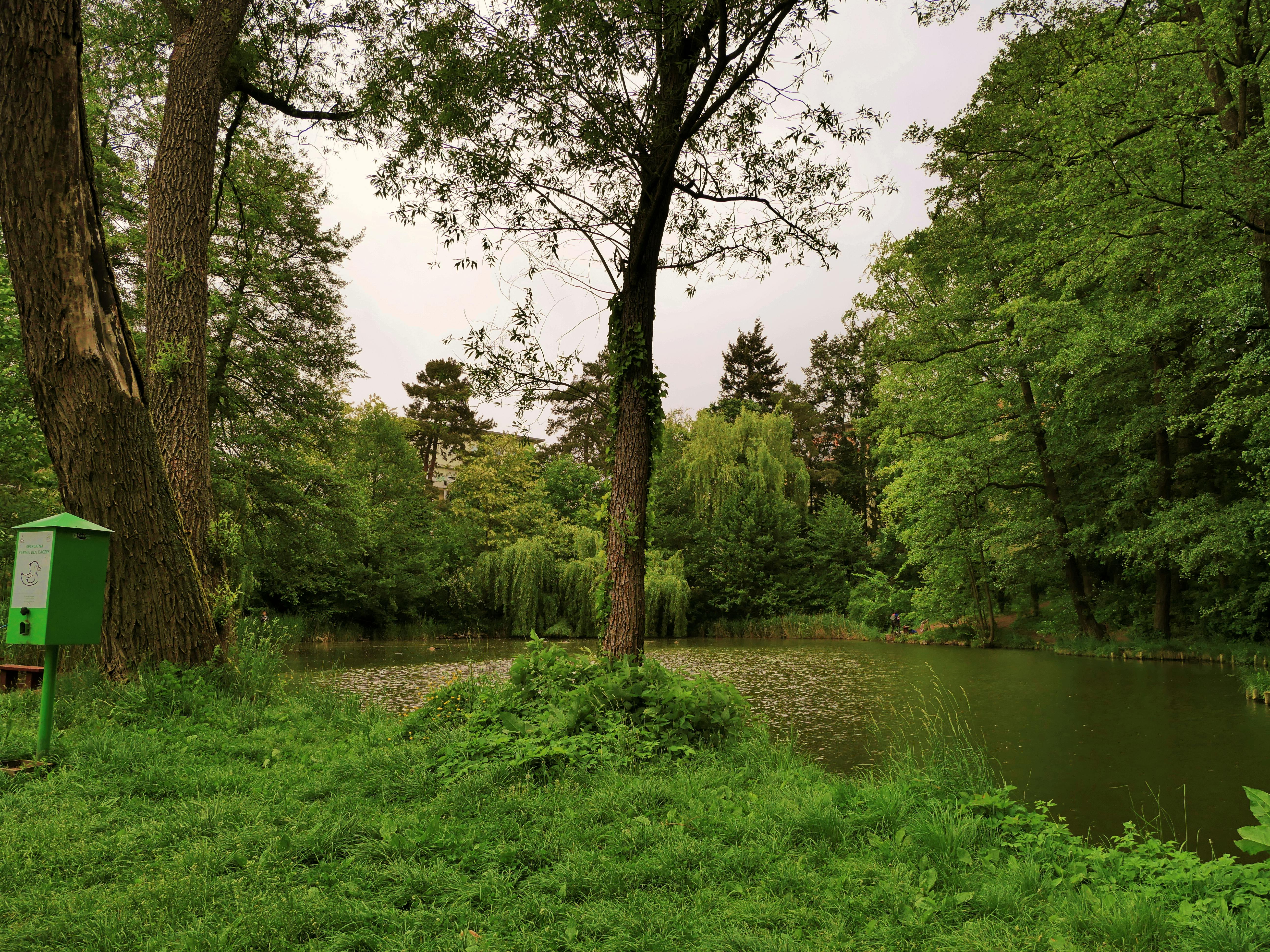 Serene Forest Lake Scene in Lush Greenery · Free Stock Photo