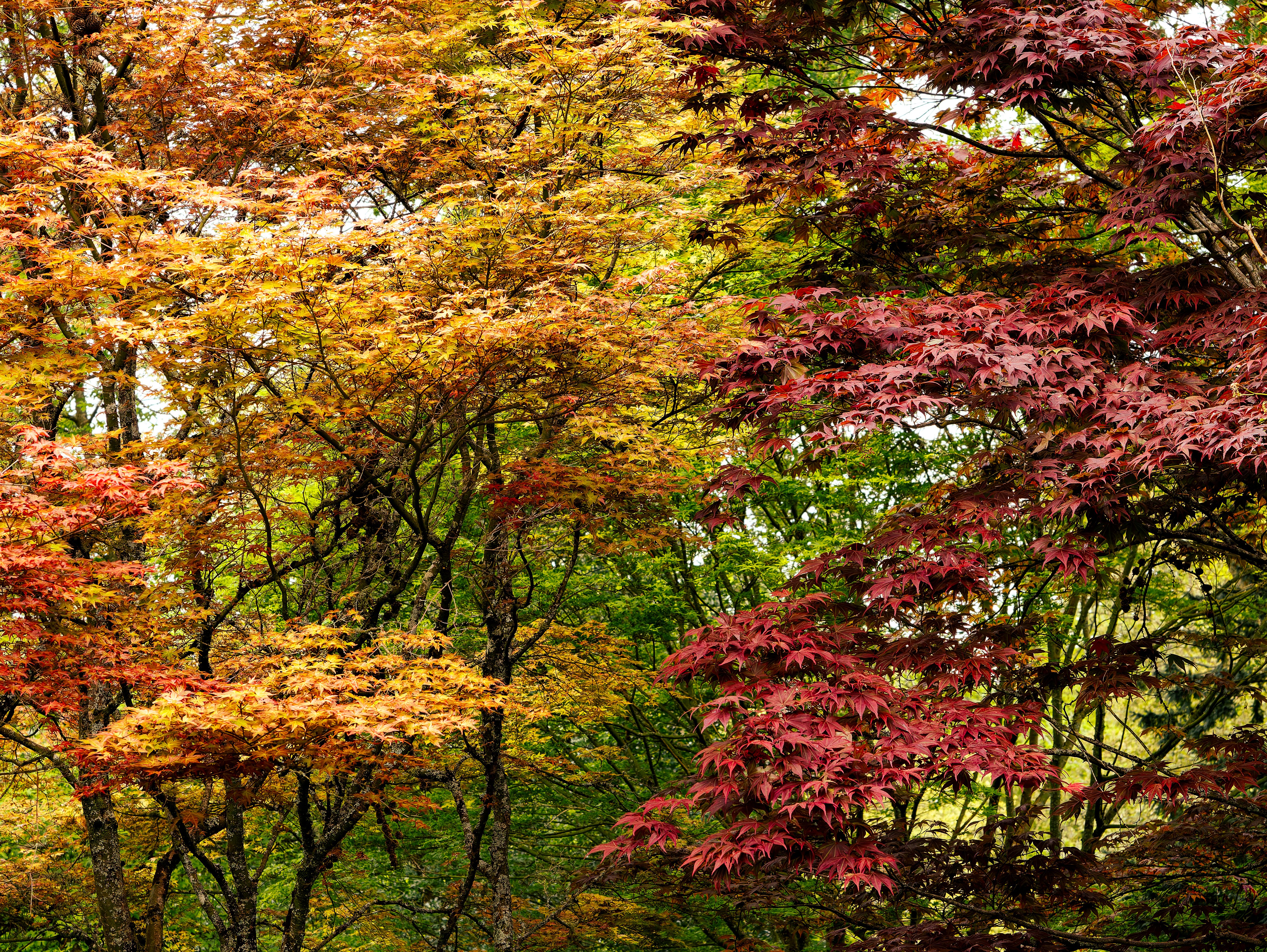 Vibrant Autumn Foliage in Sunlit Forest · Free Stock Photo