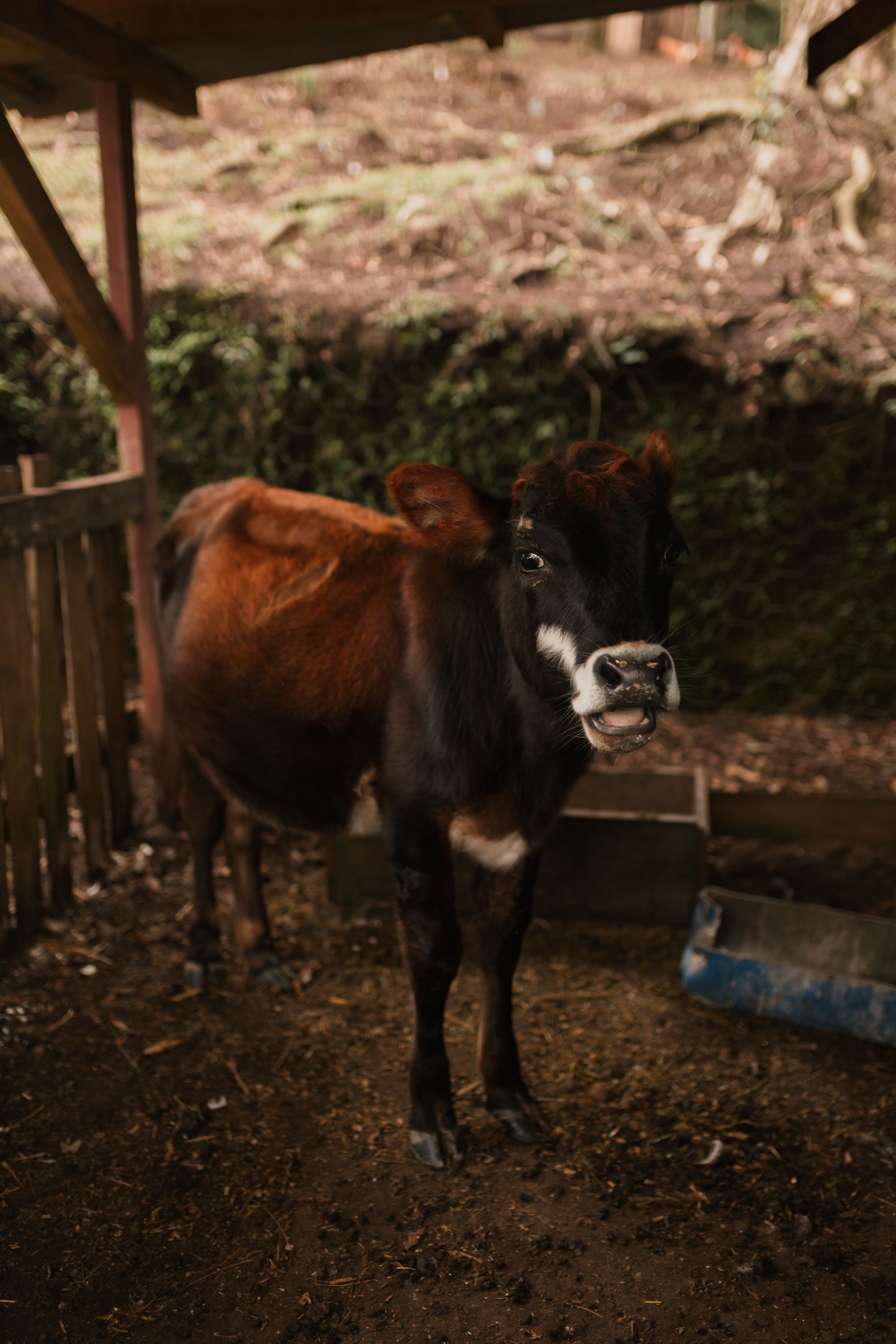 Farm Life Photos, Download The BEST Free Farm Life Stock Photos & HD Images