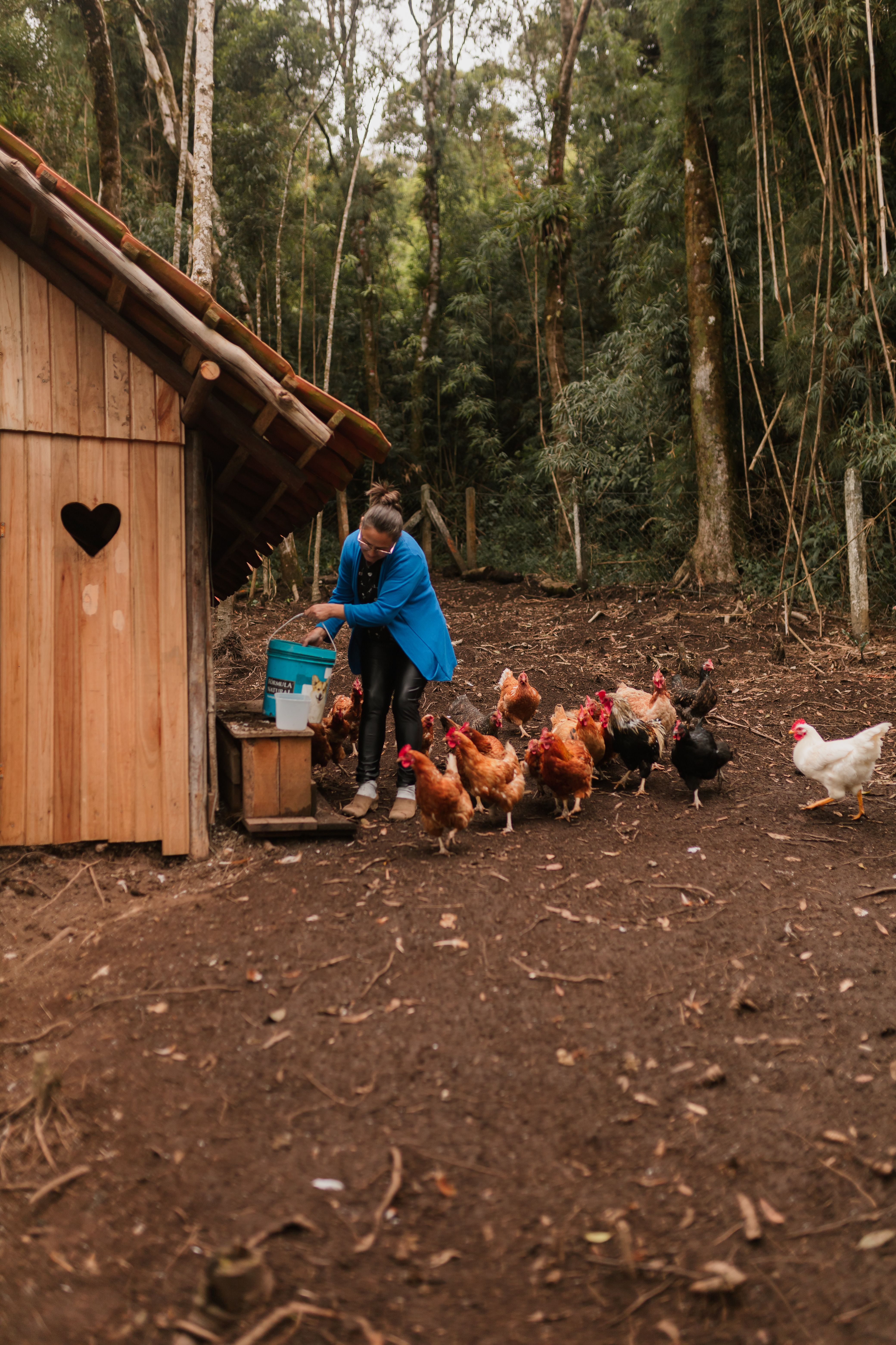 Woman Feeding Chickens at Rustic Farm Coop · Free Stock Photo