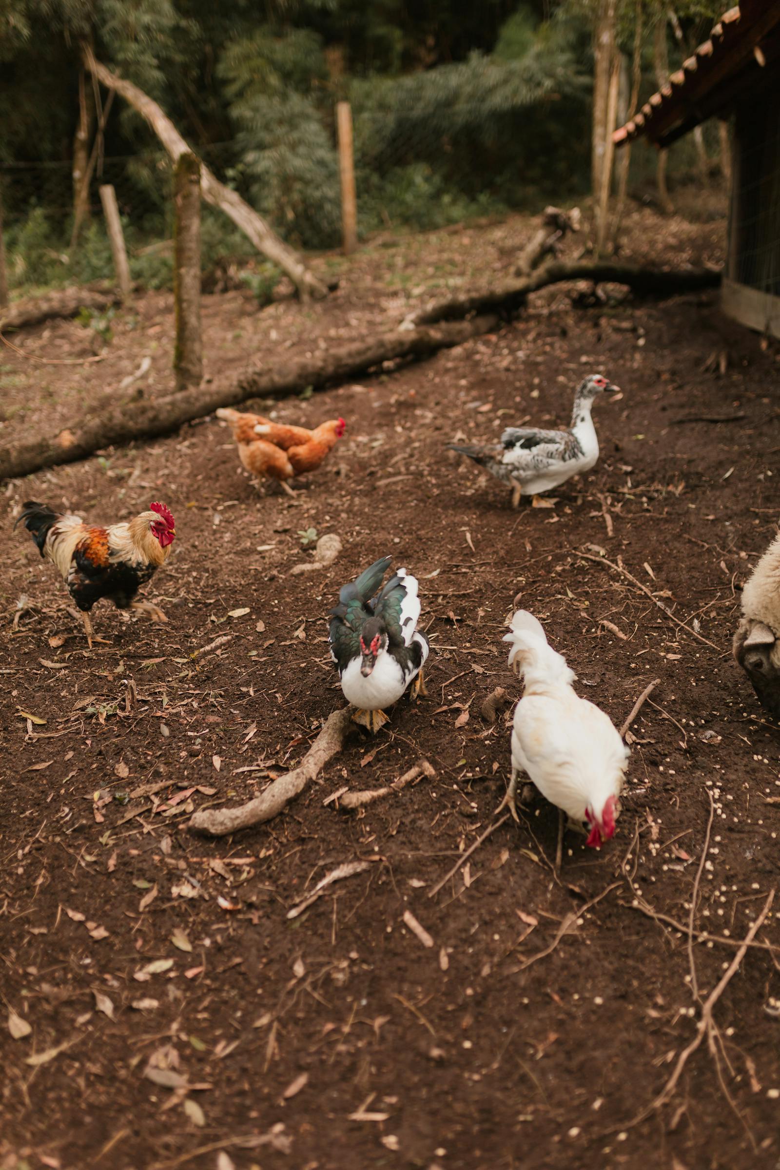 Farm Life Photos, Download The BEST Free Farm Life Stock Photos & HD Images