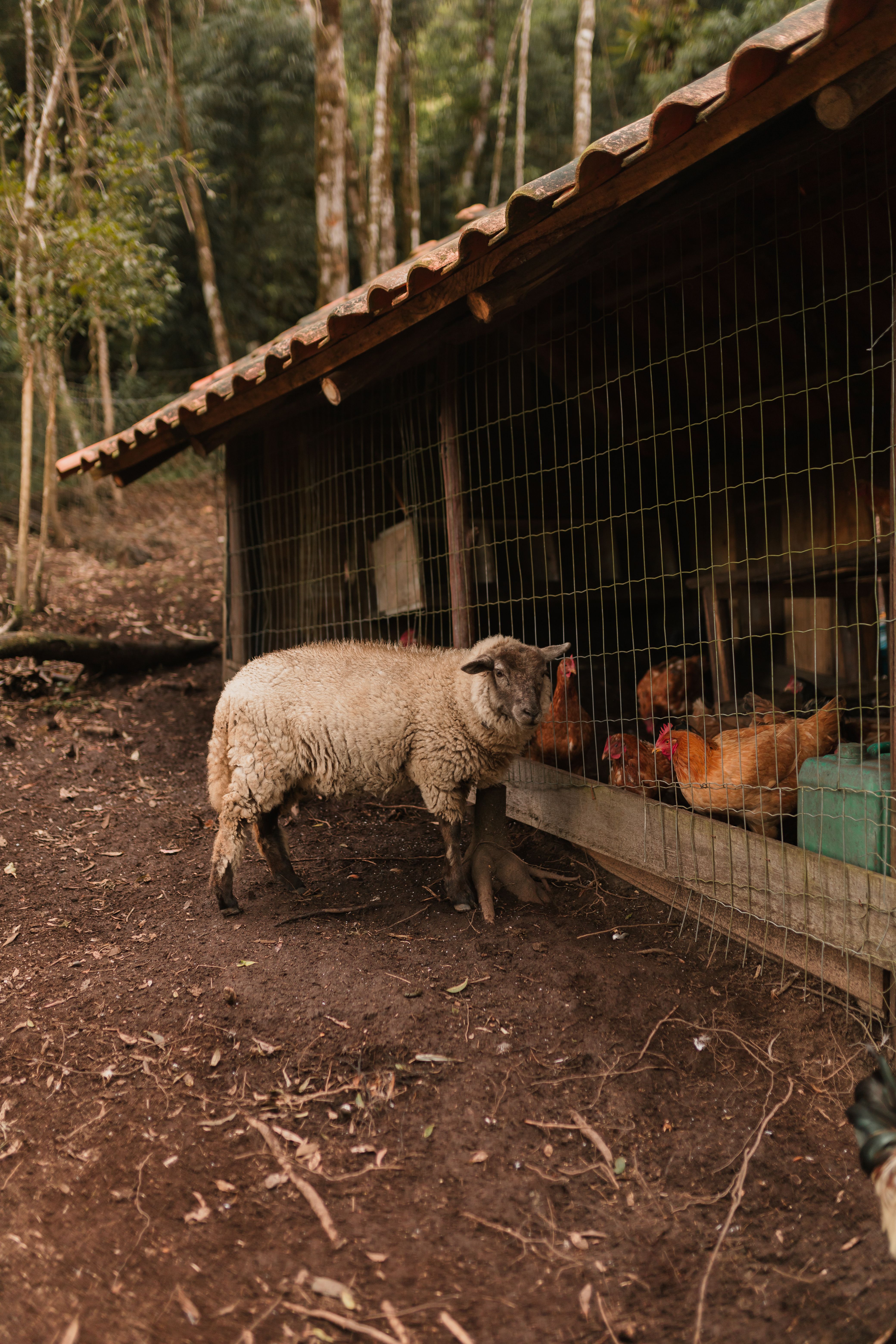 80,000+ Best Farm Photos · 100% Free Download · Pexels Stock Photos