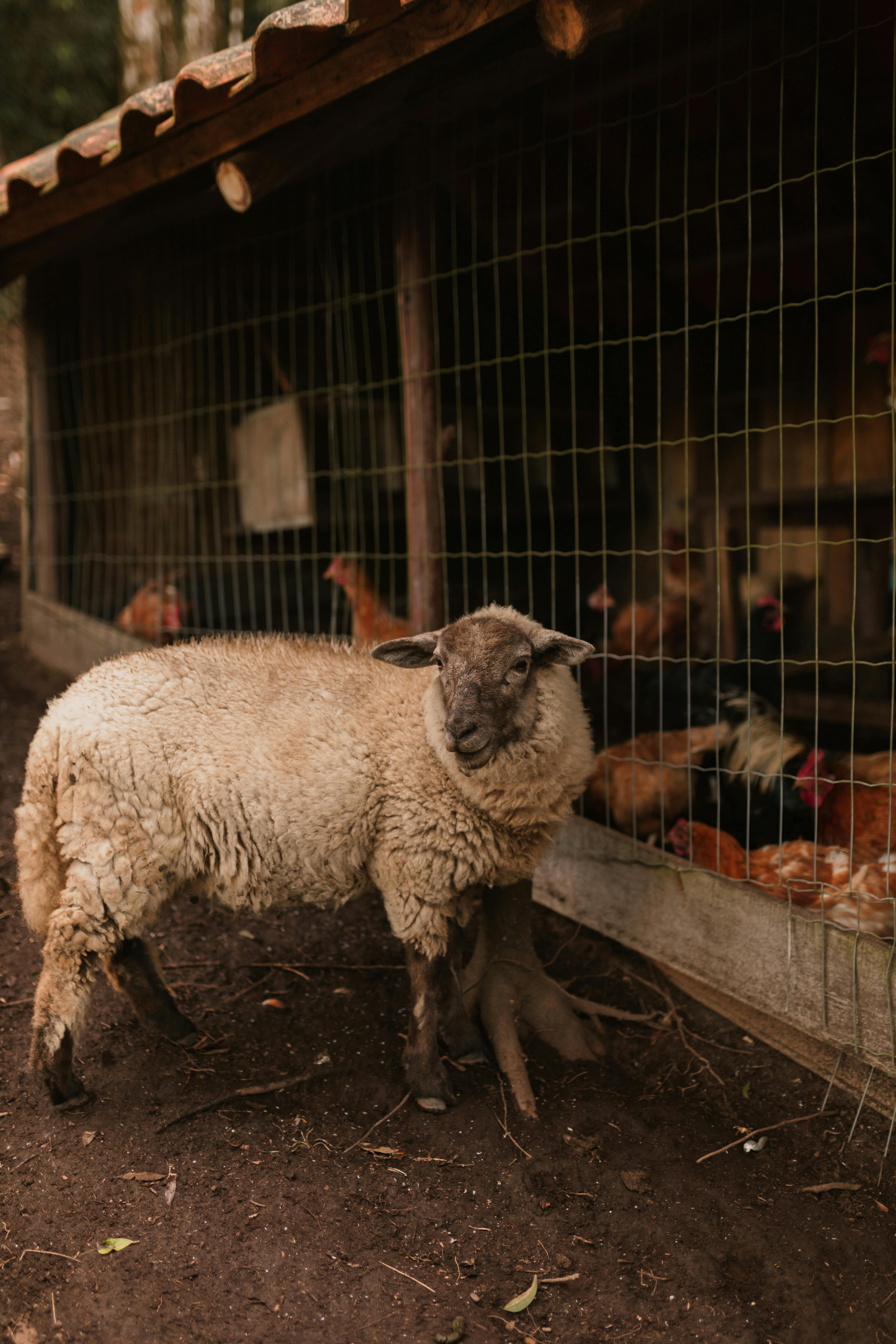 Farm Life Photos, Download The BEST Free Farm Life Stock Photos & HD Images