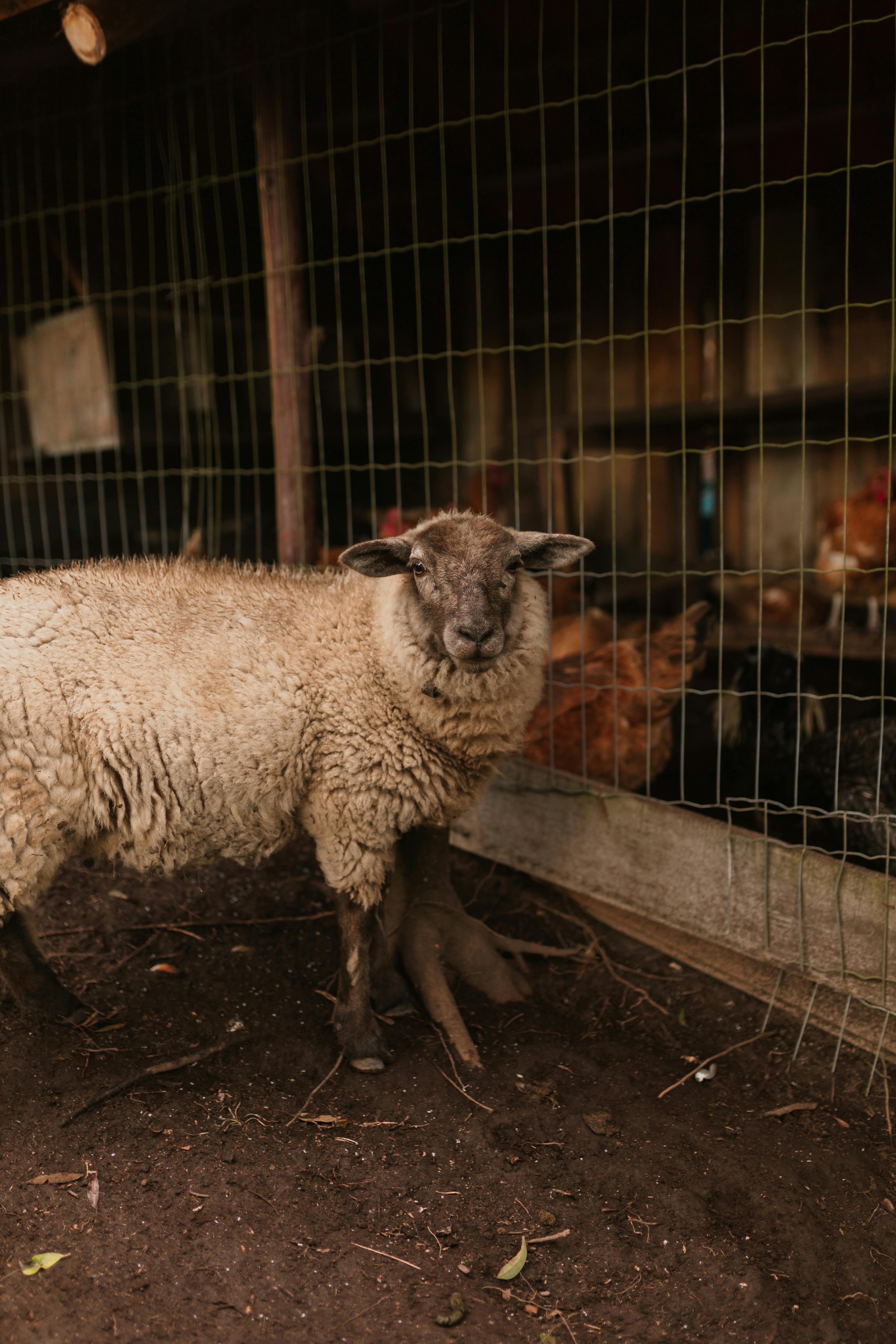 Rustic Sheep in a Farm Setting · Free Stock Photo