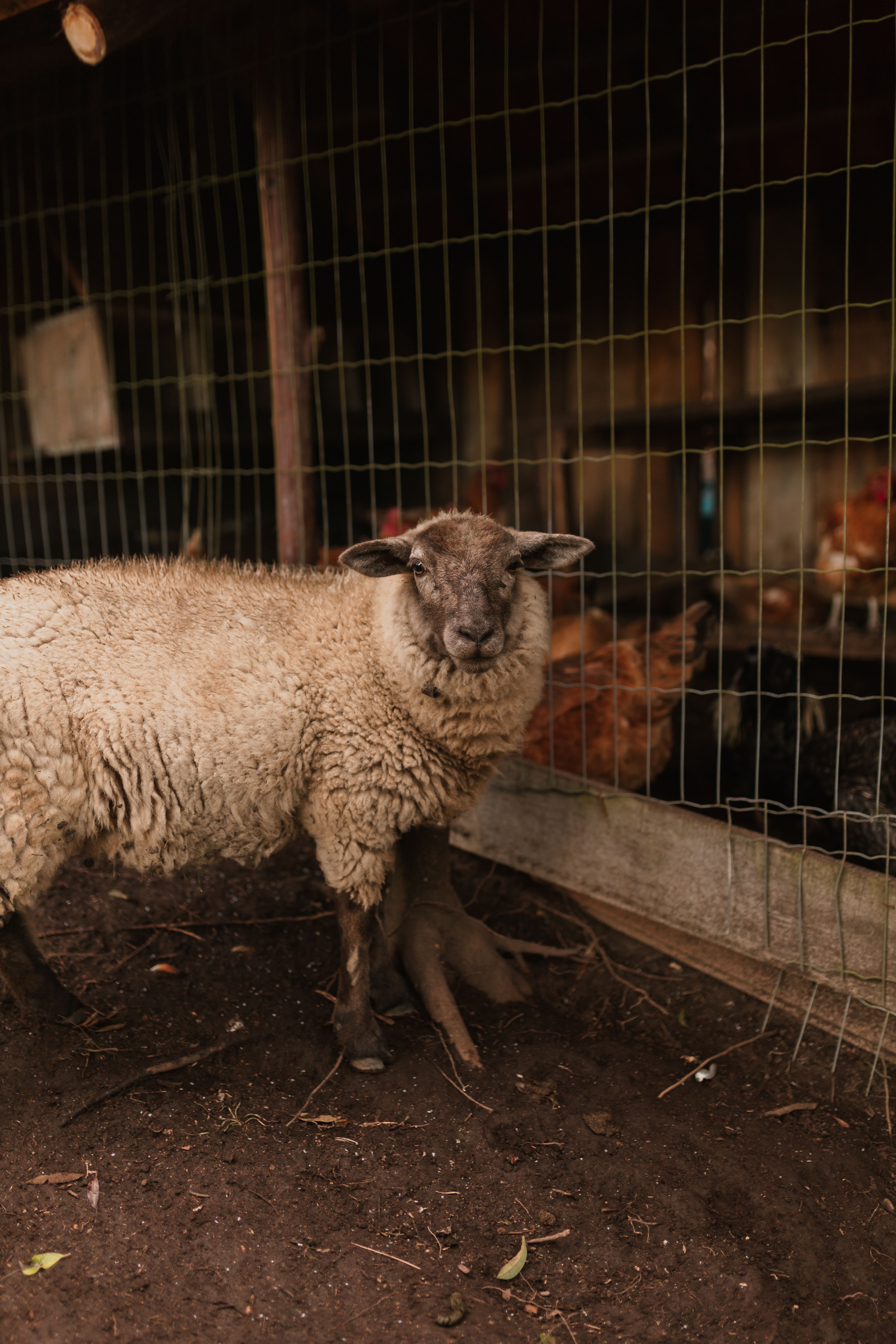 Rustic Sheep in a Farm Setting · Free Stock Photo